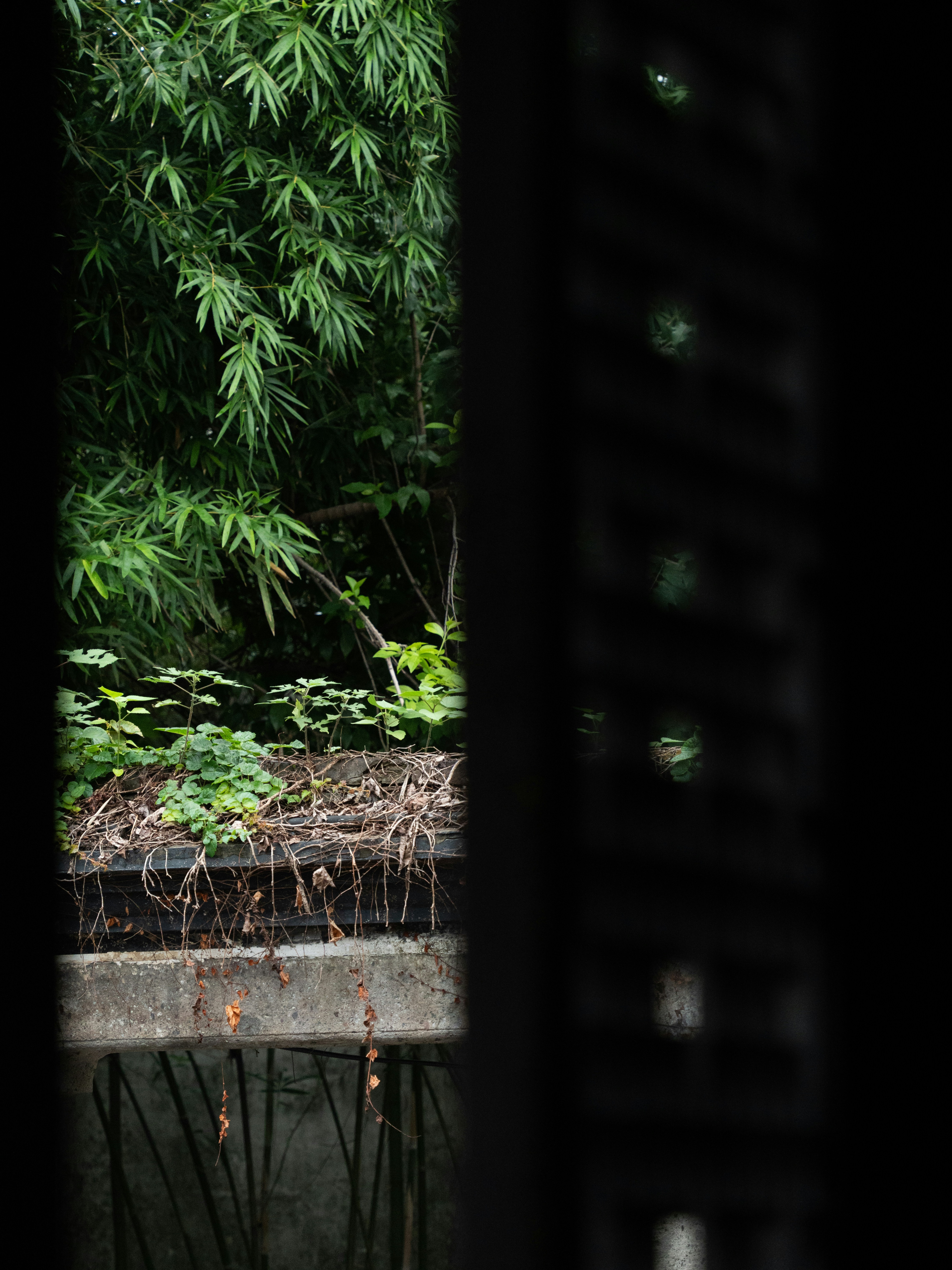 Green Overhang Beyond the Slatted Frame