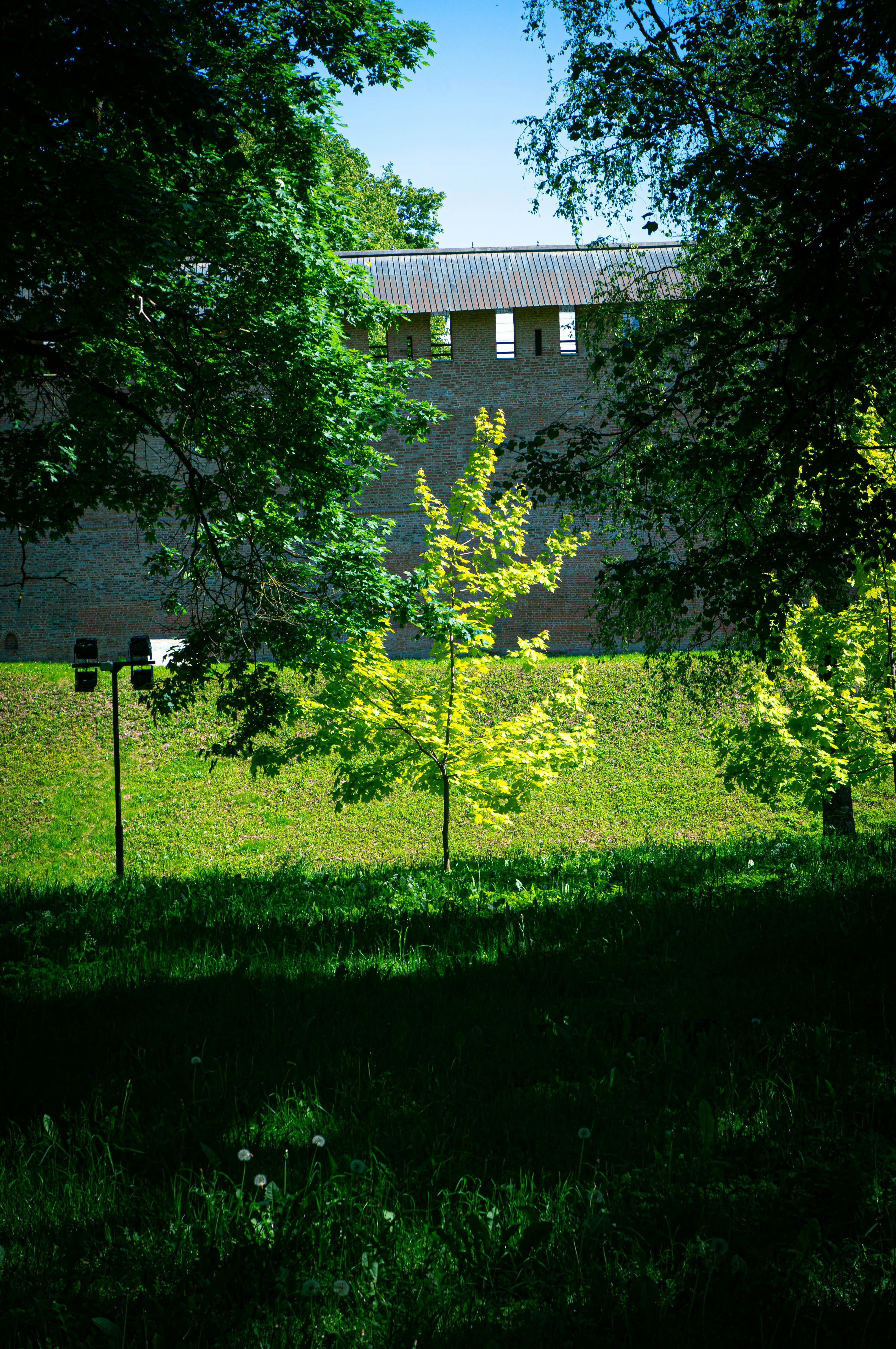 Verdant Clearing Framed by Shade: A Quiet Park Scene
