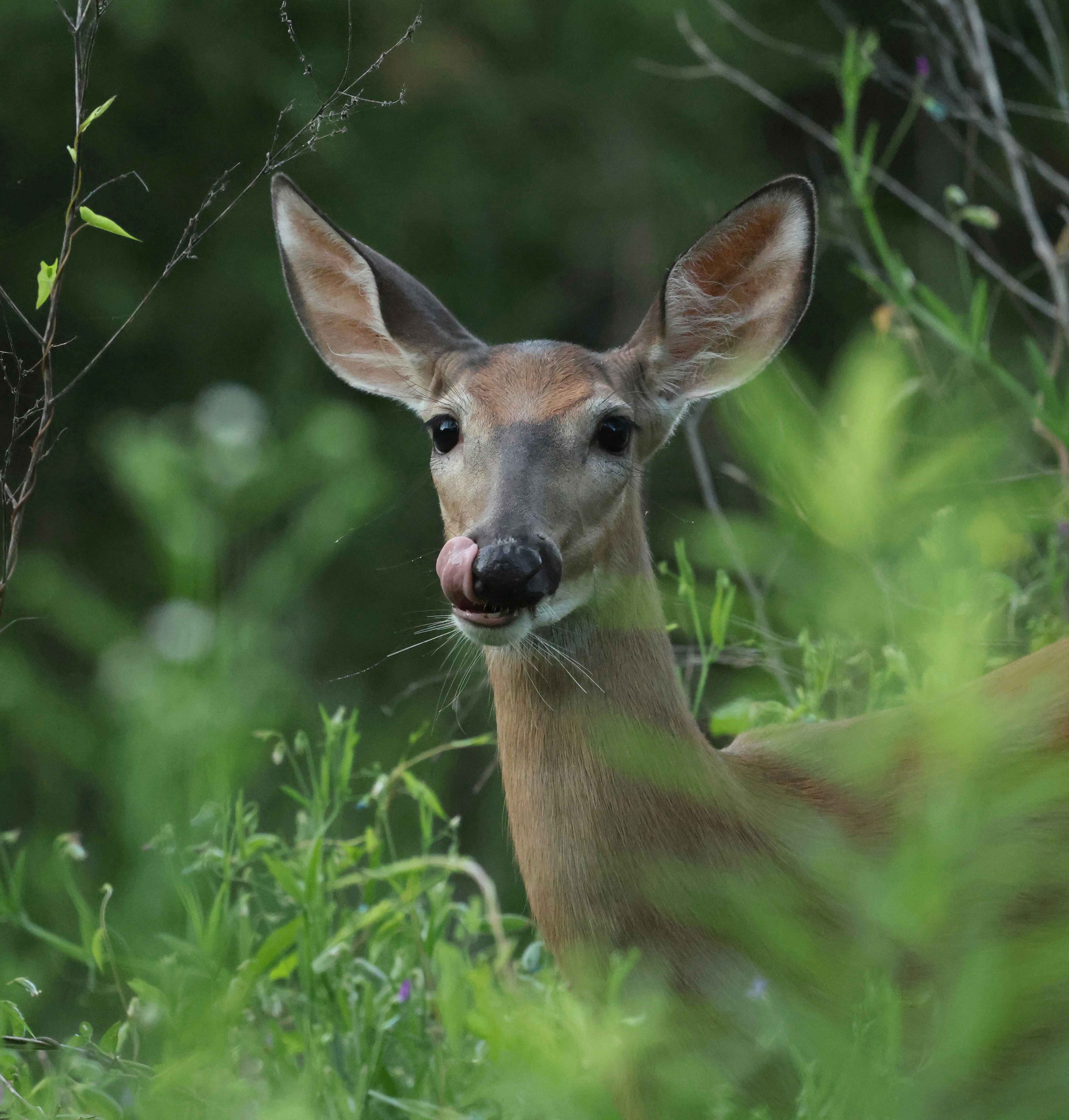 Deer