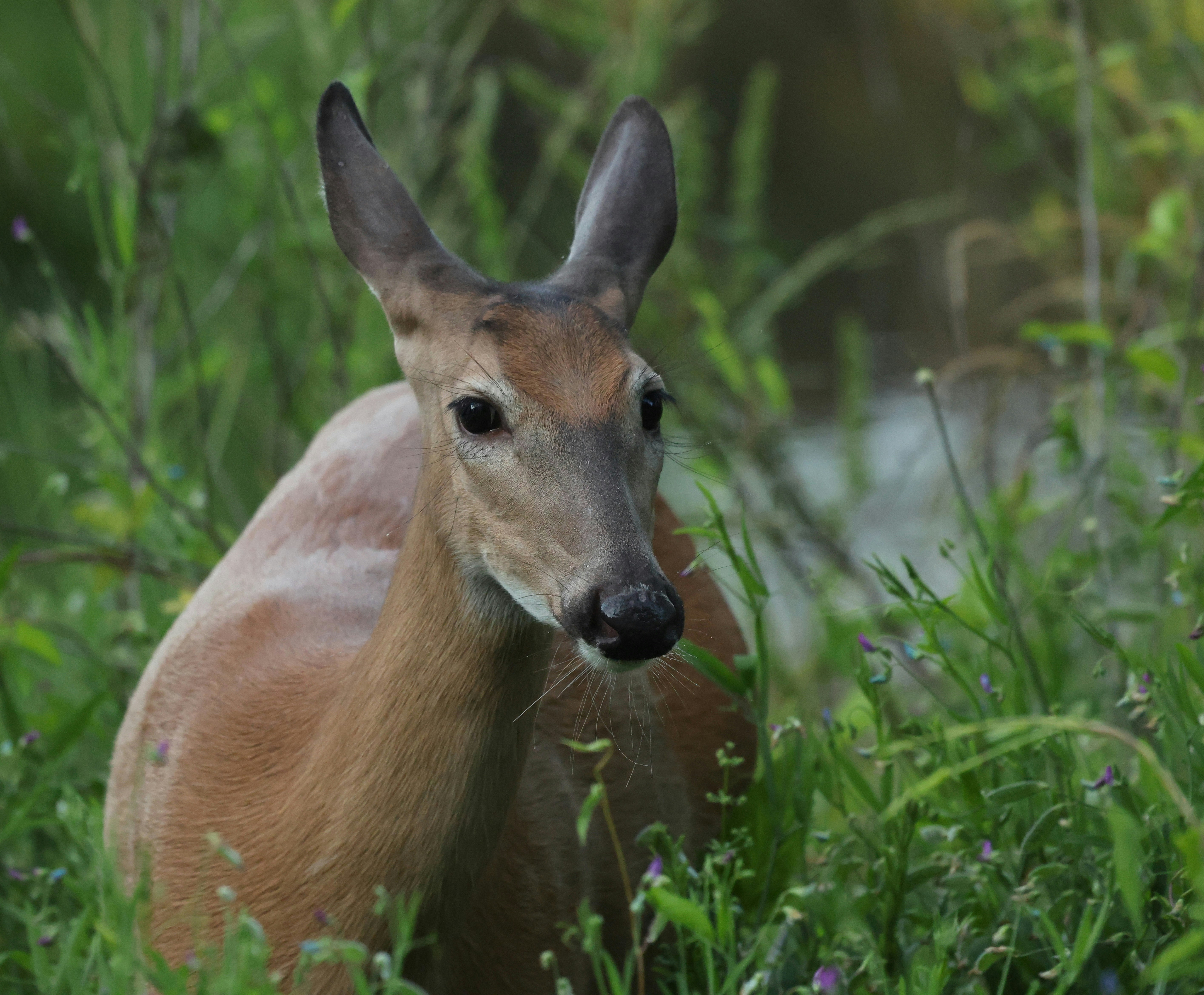 Hidden Meadow Stare: A Doe Paused Among Quiet Greens
