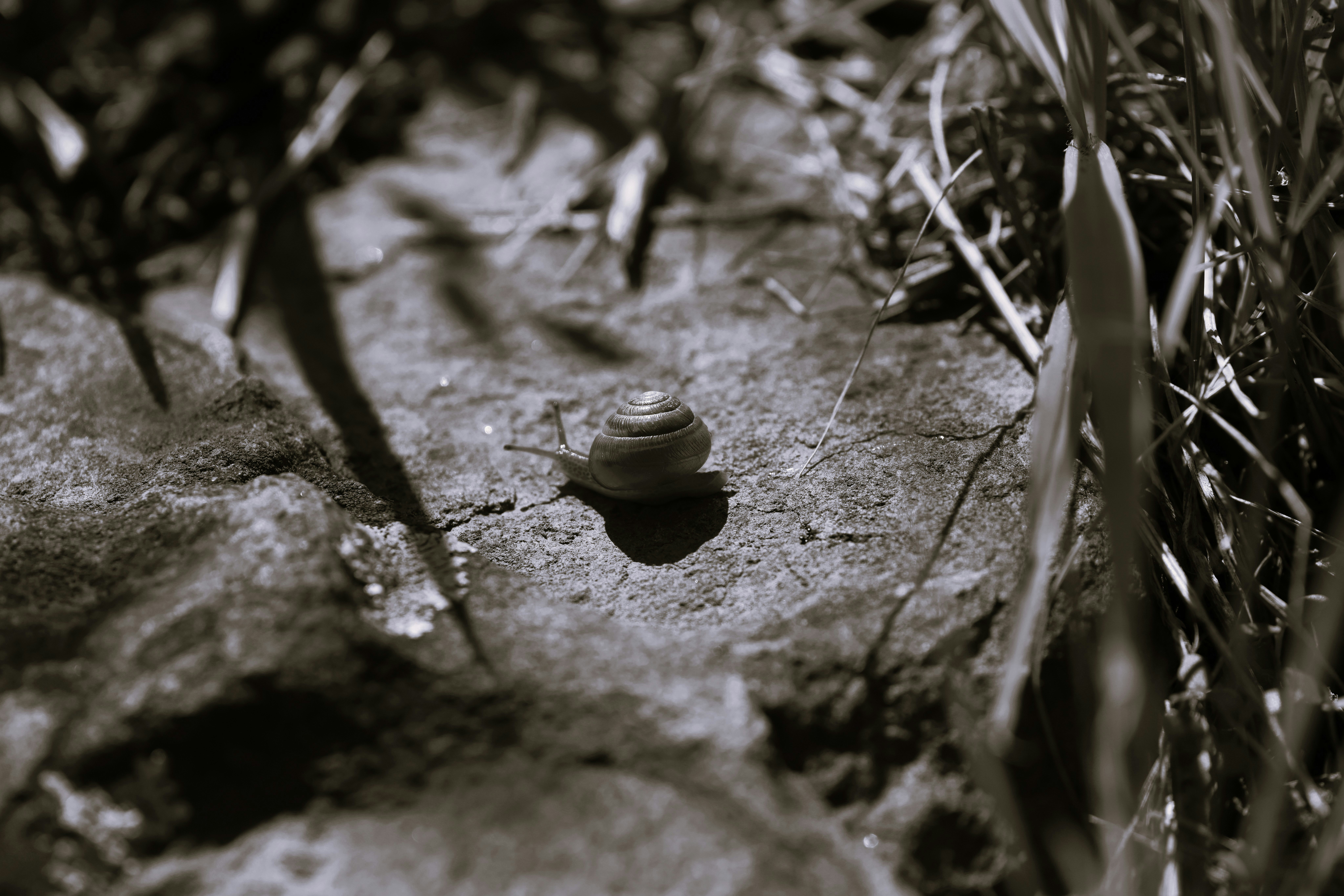 Tiny Spiral on a Patched Stone: A Moment of Quiet in a Monochrome Garden