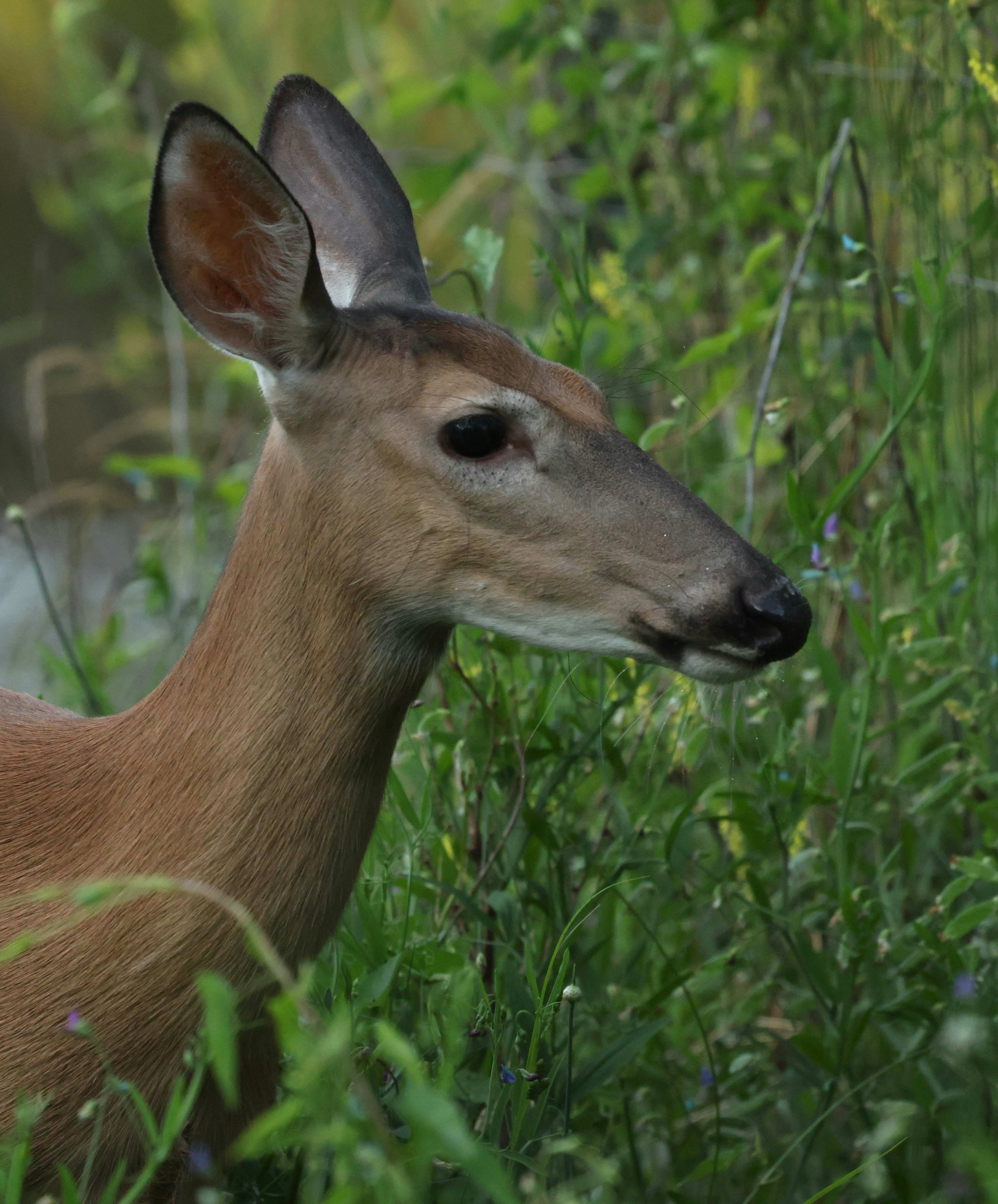 Graceful Antelope in Green Veranda