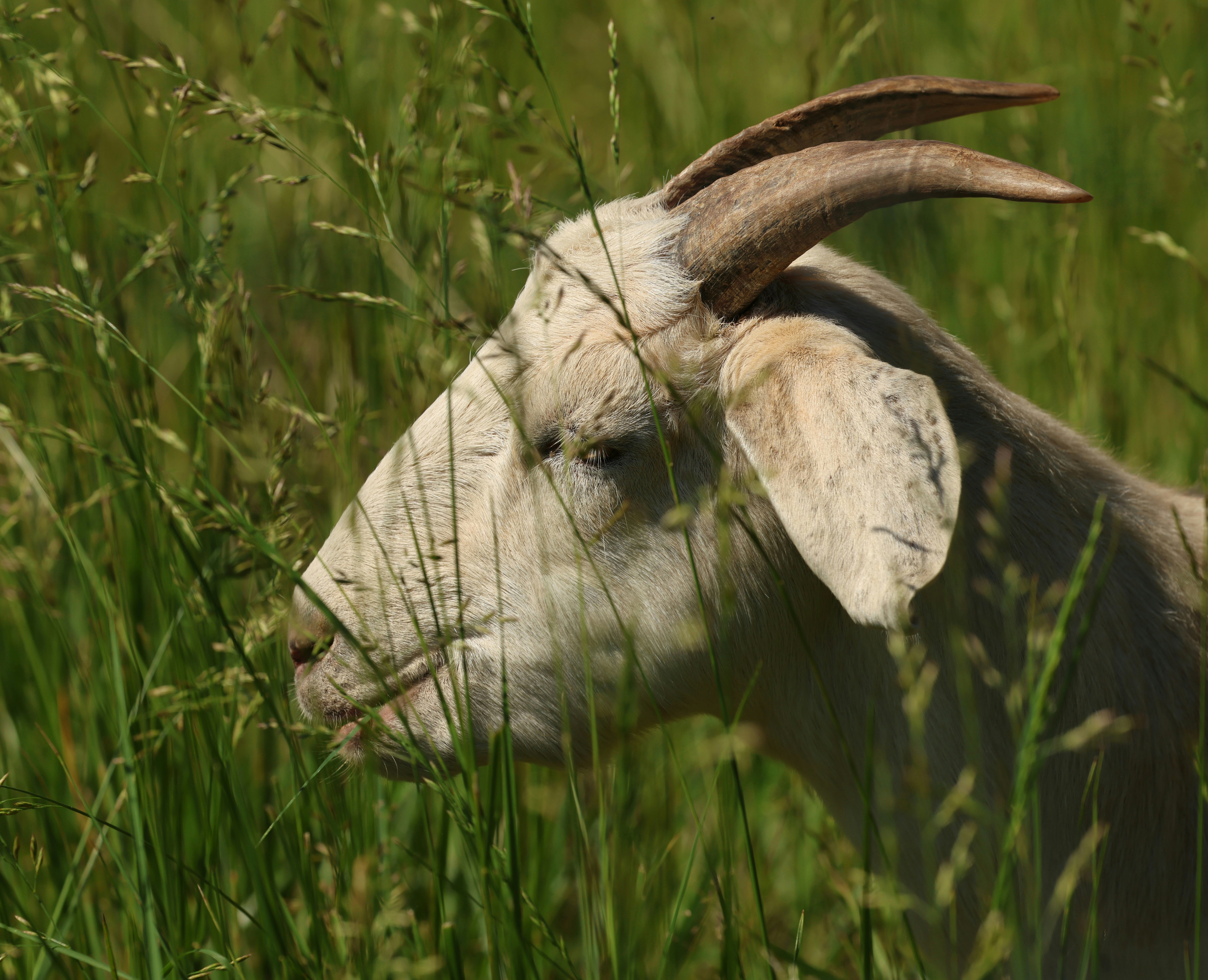 Sunlit Goatscape: A Grazing Moment in Tall Grass