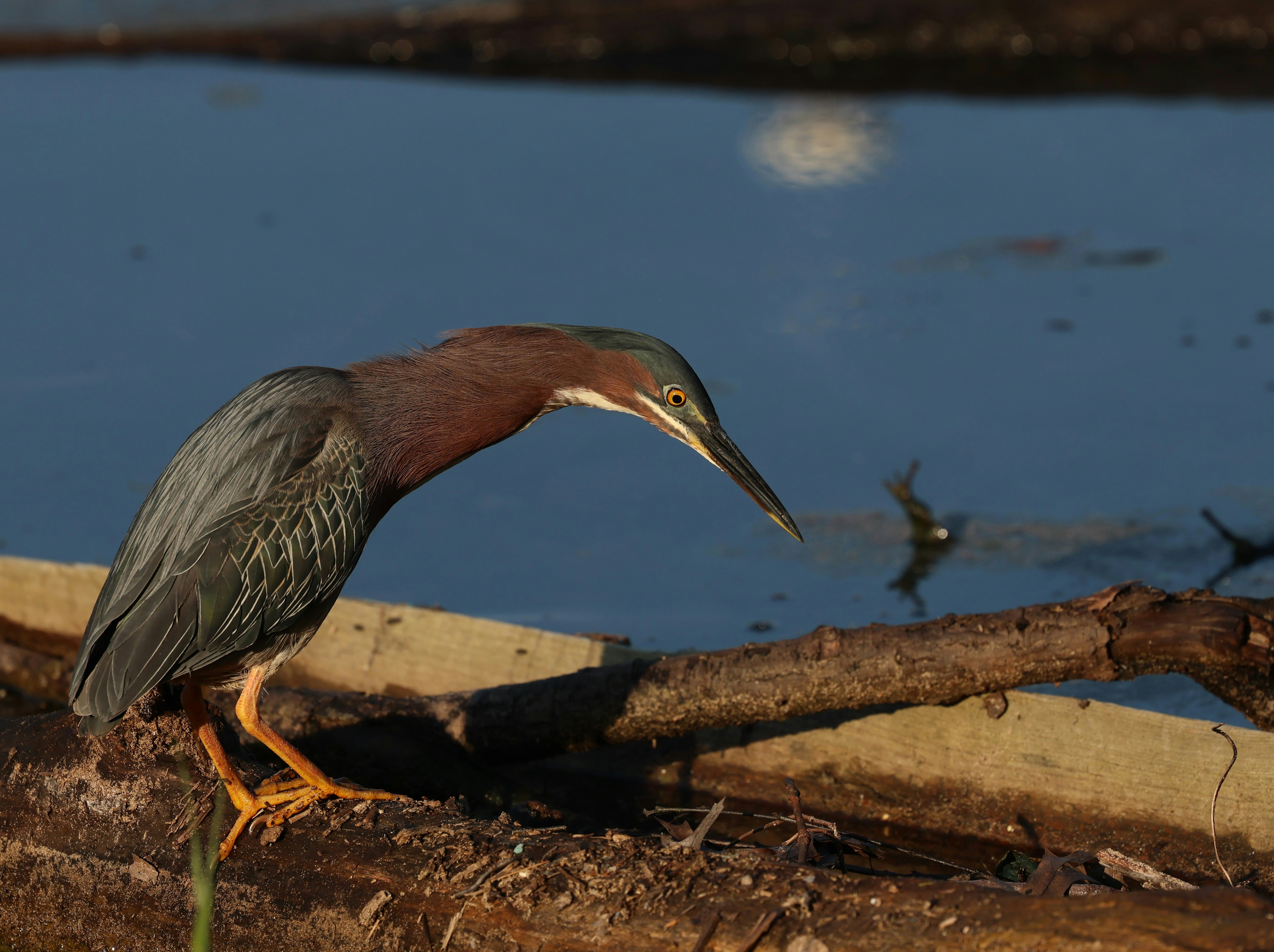 Heron by the Driftwood: Focused Gaze on the Takeoff Beam