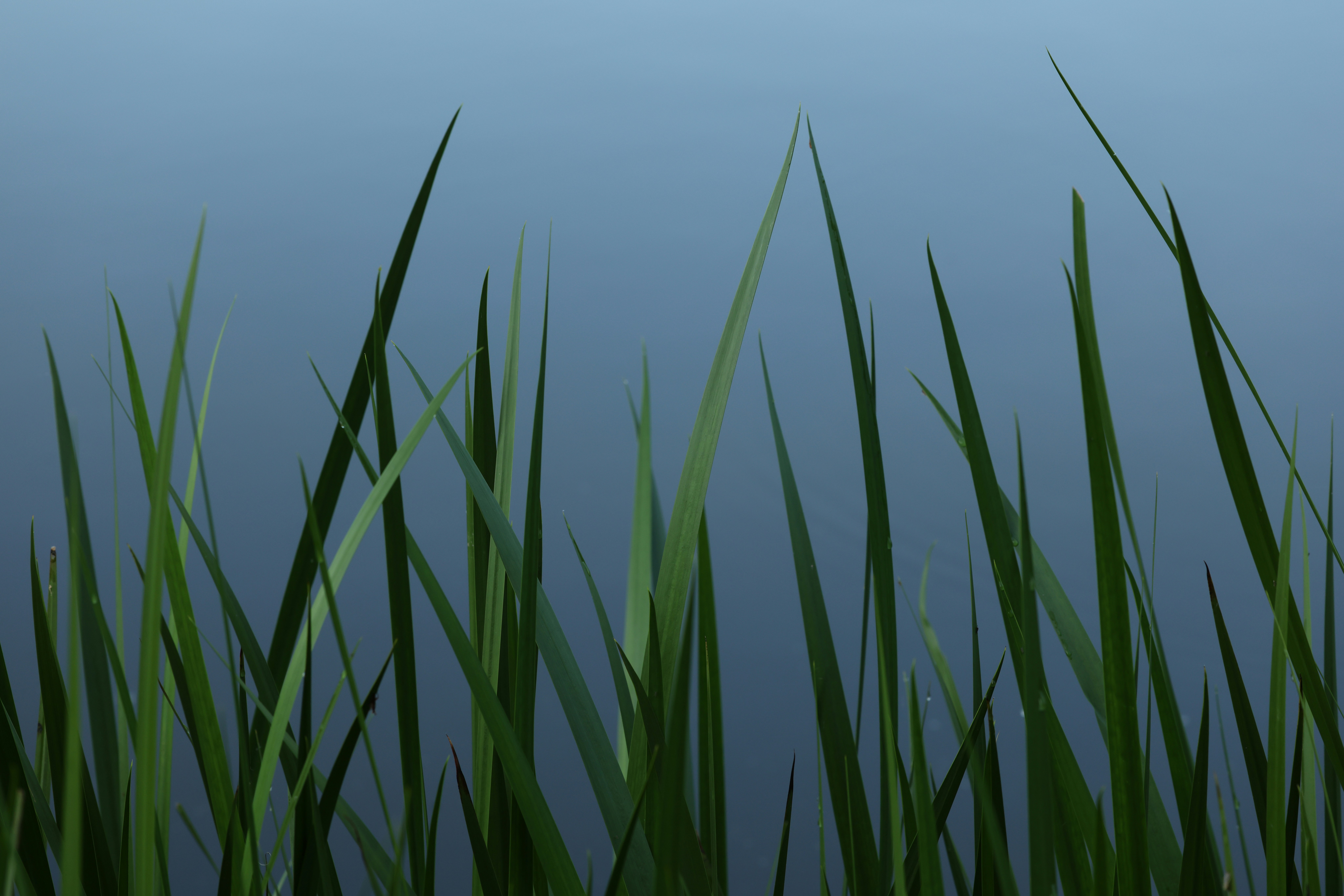 Green grass blades against a serene blue background.