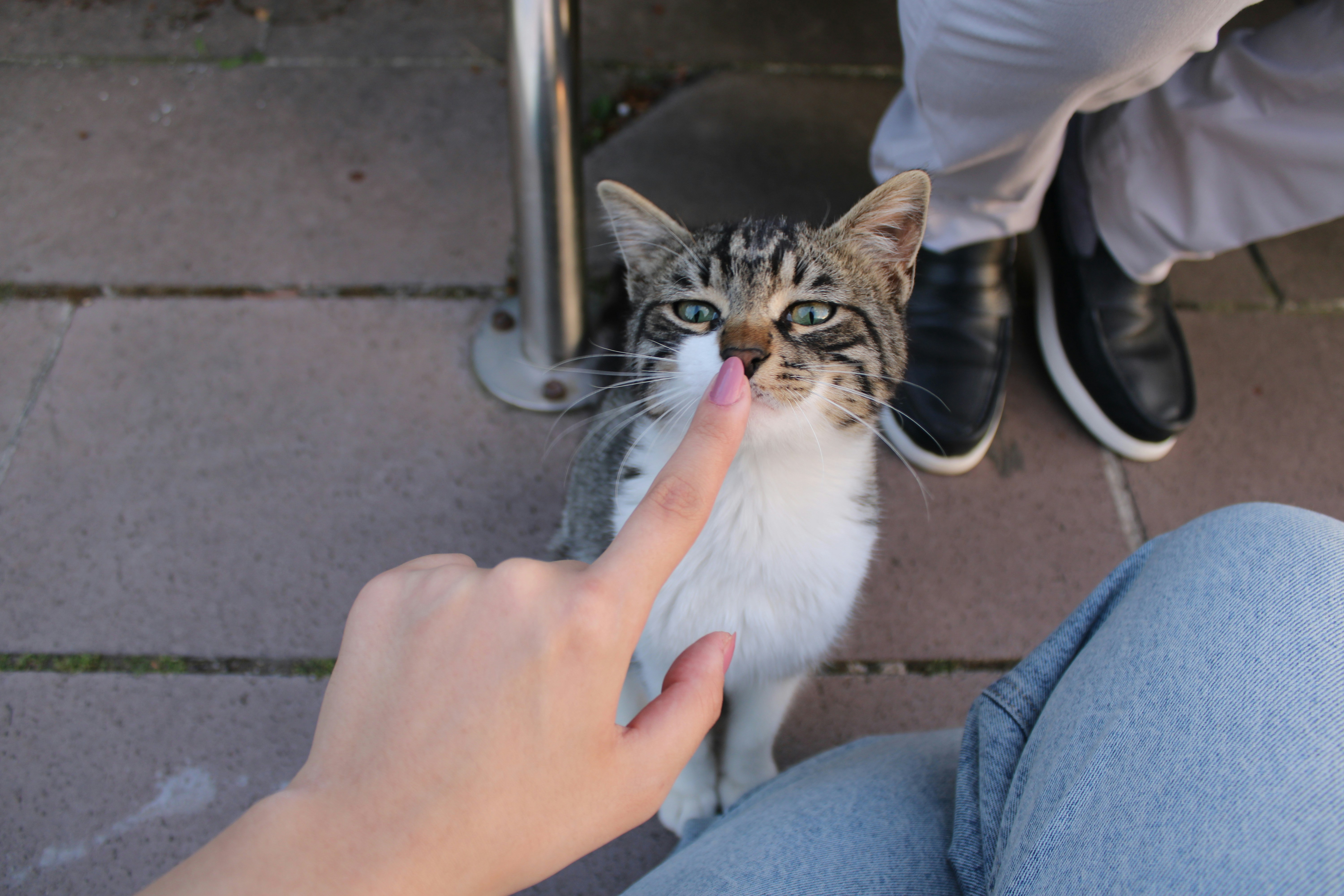 Paws and Prompt: A Curious Cat Meets a Gentle Finger