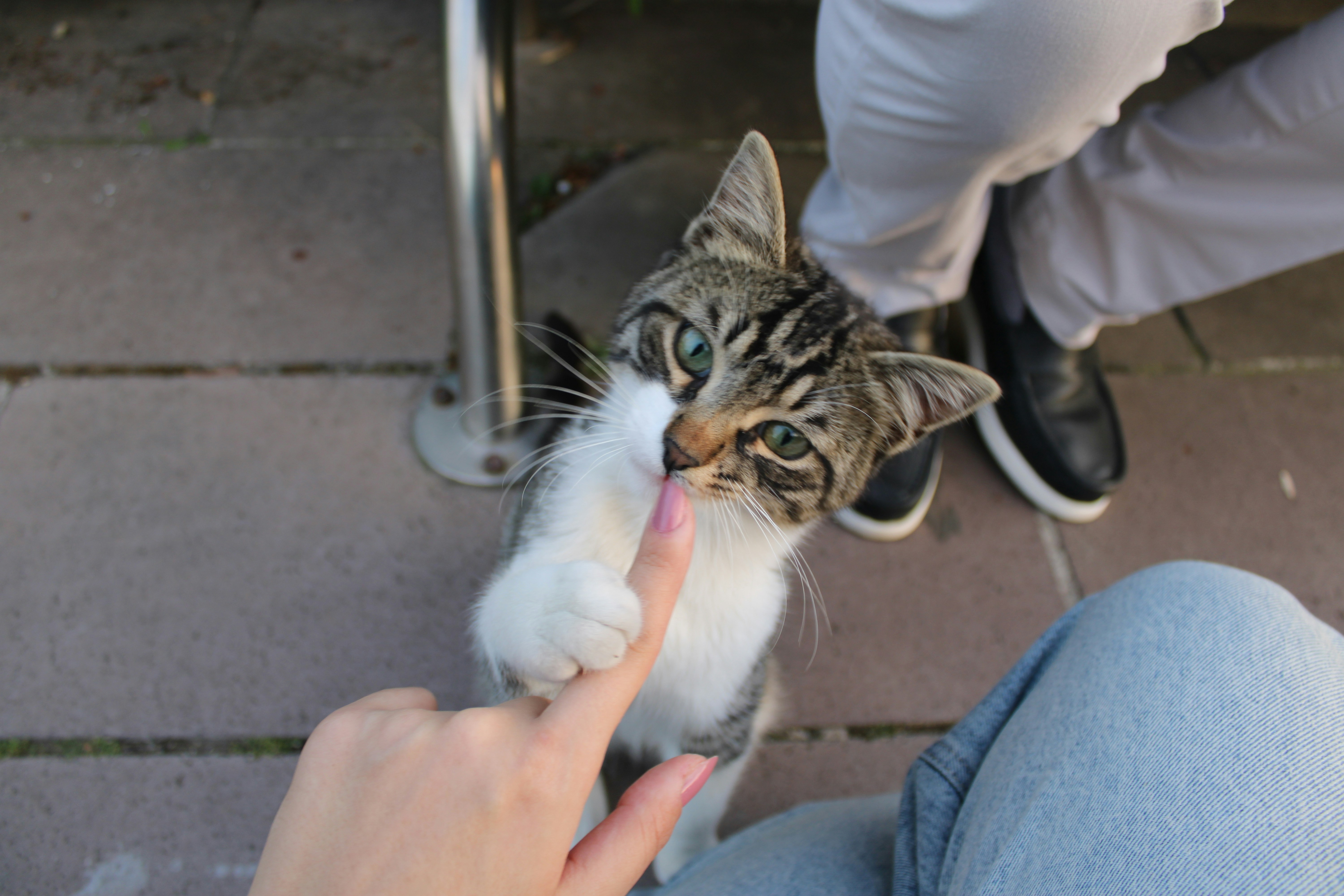 Cat Nuzzle: A Gentle Boundary in a Moment of Touch