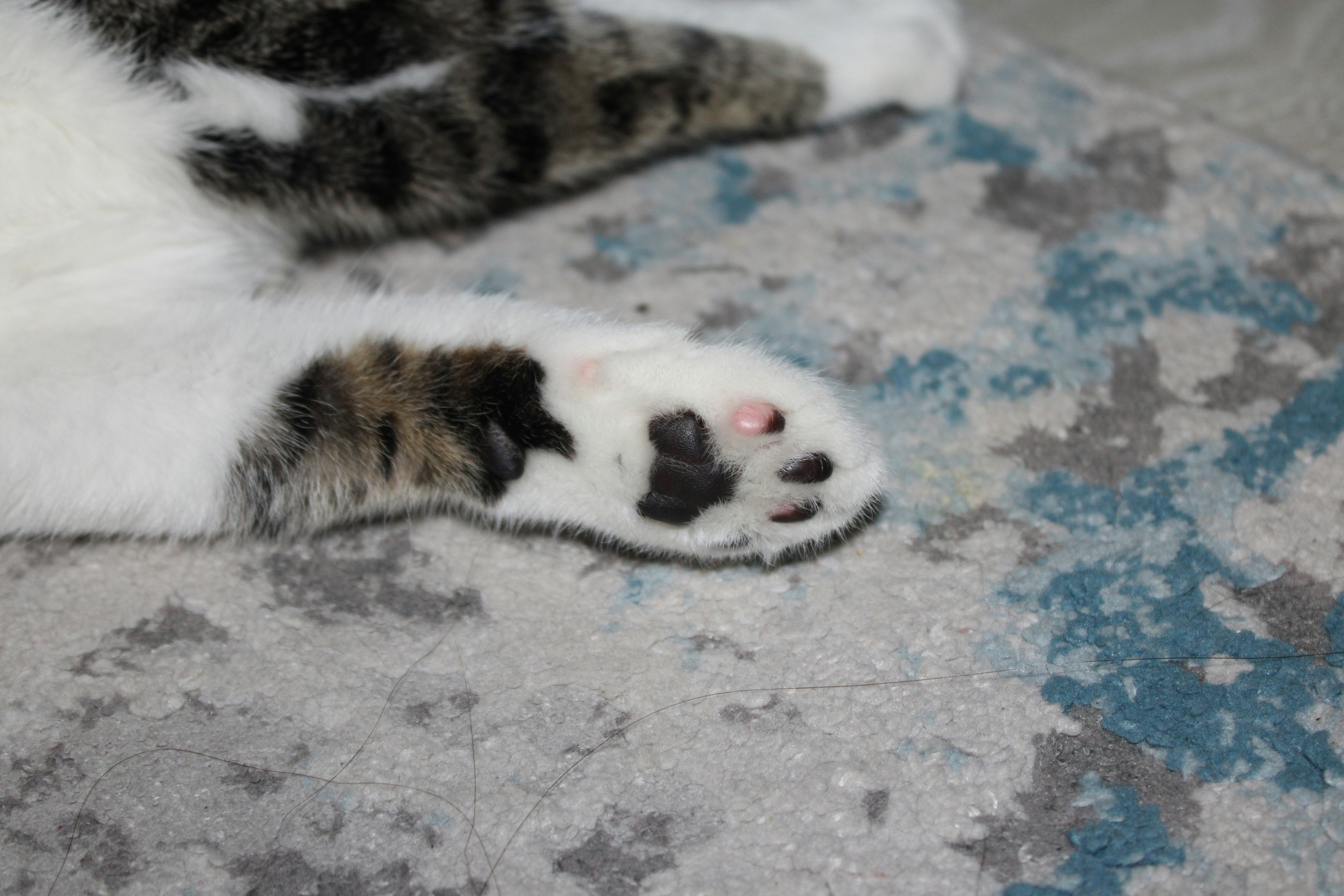 Close-up of a cat paw resting on a patterned floor