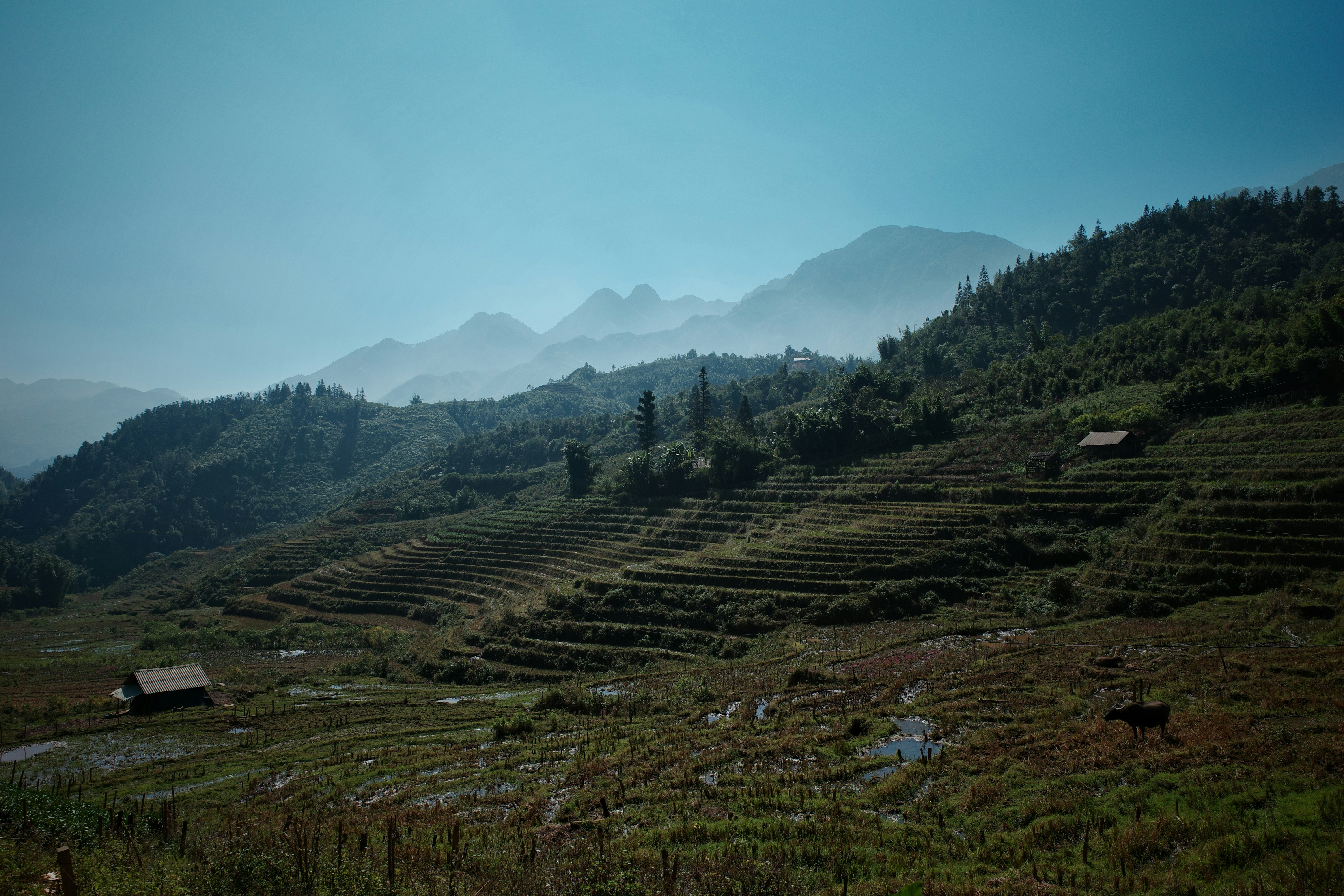 Terraced hillside under a blue dawn with distant misty peaks