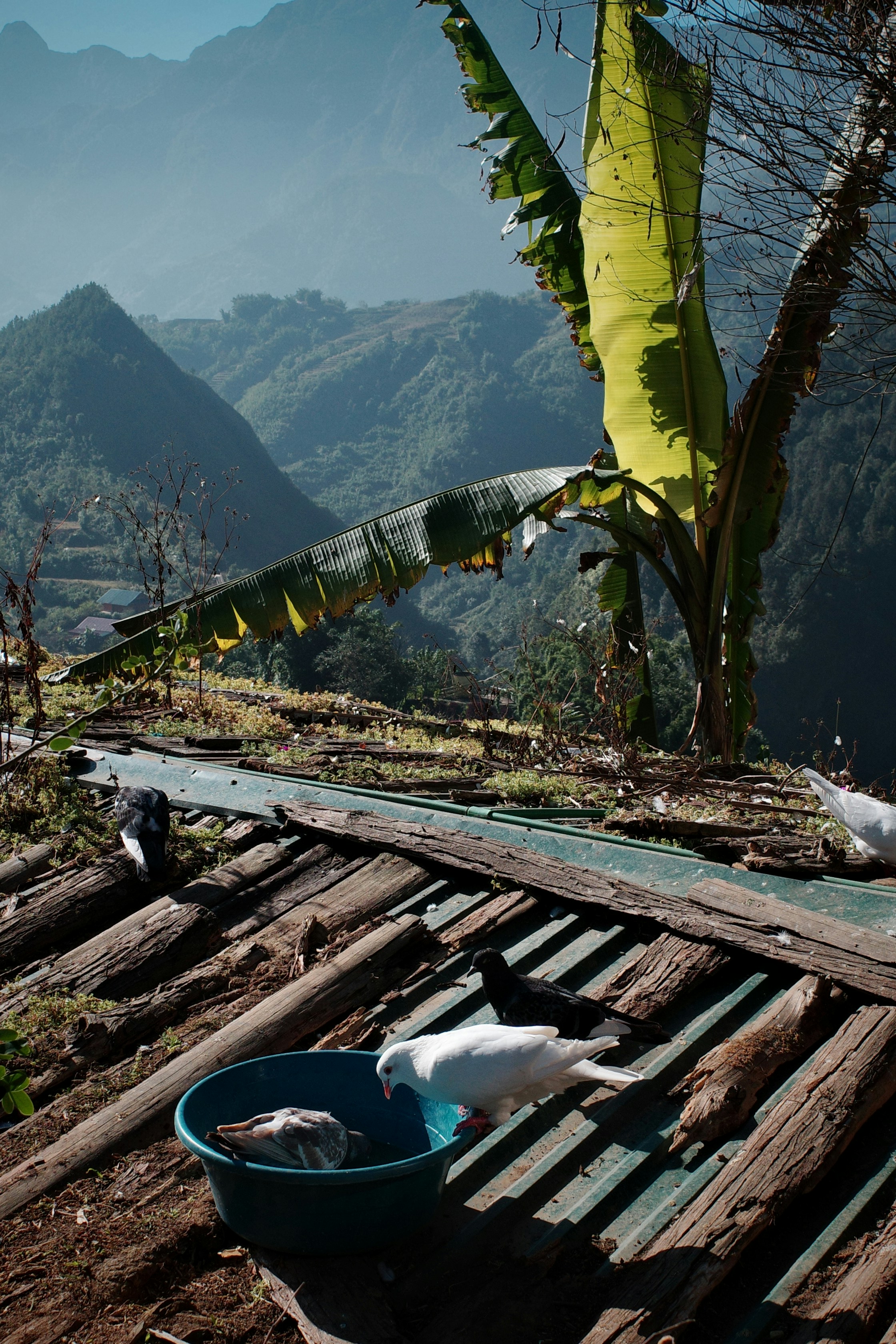 Birds & Banter on a Terraced Ridge