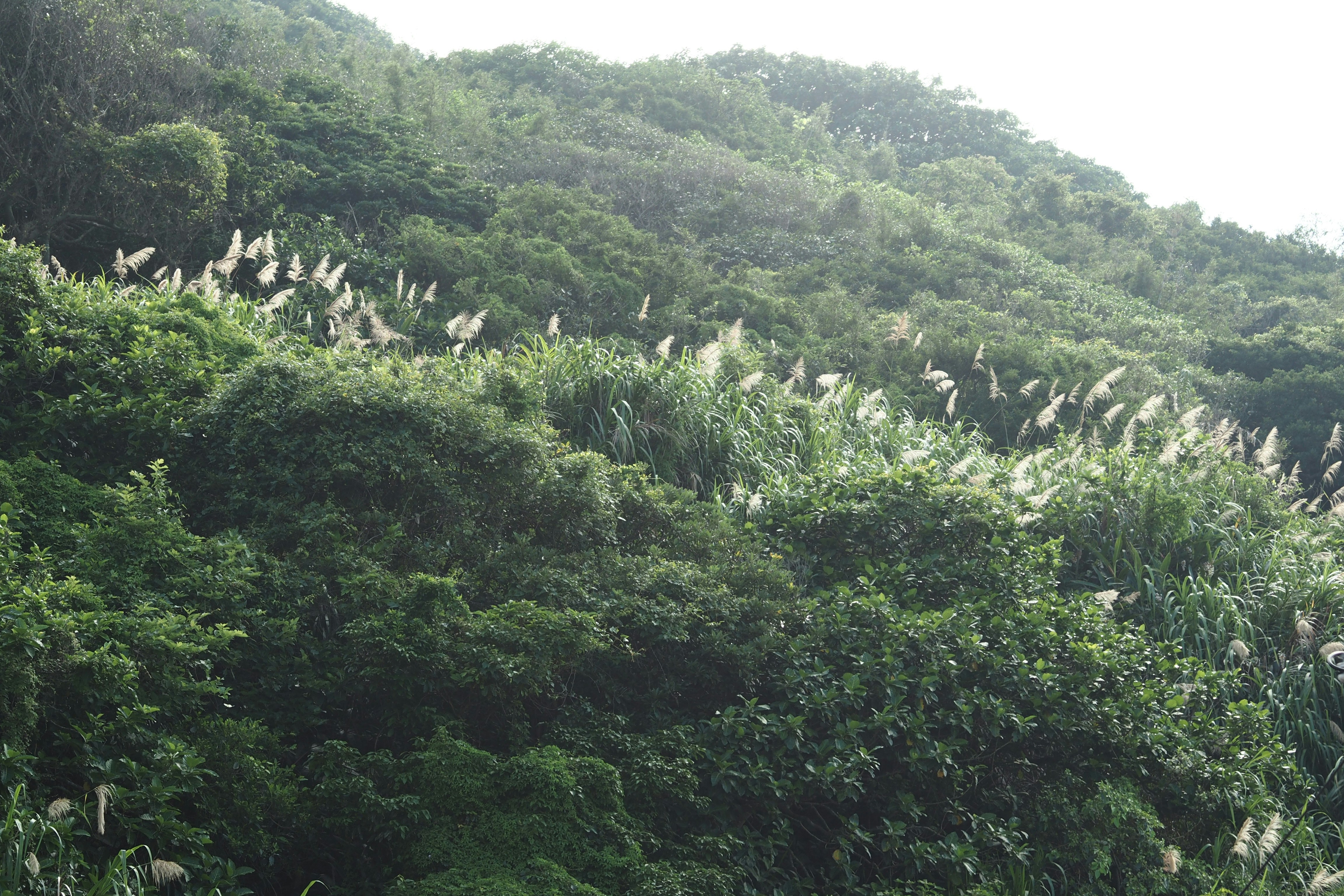 Hushed Hillside of Silver Reeds
