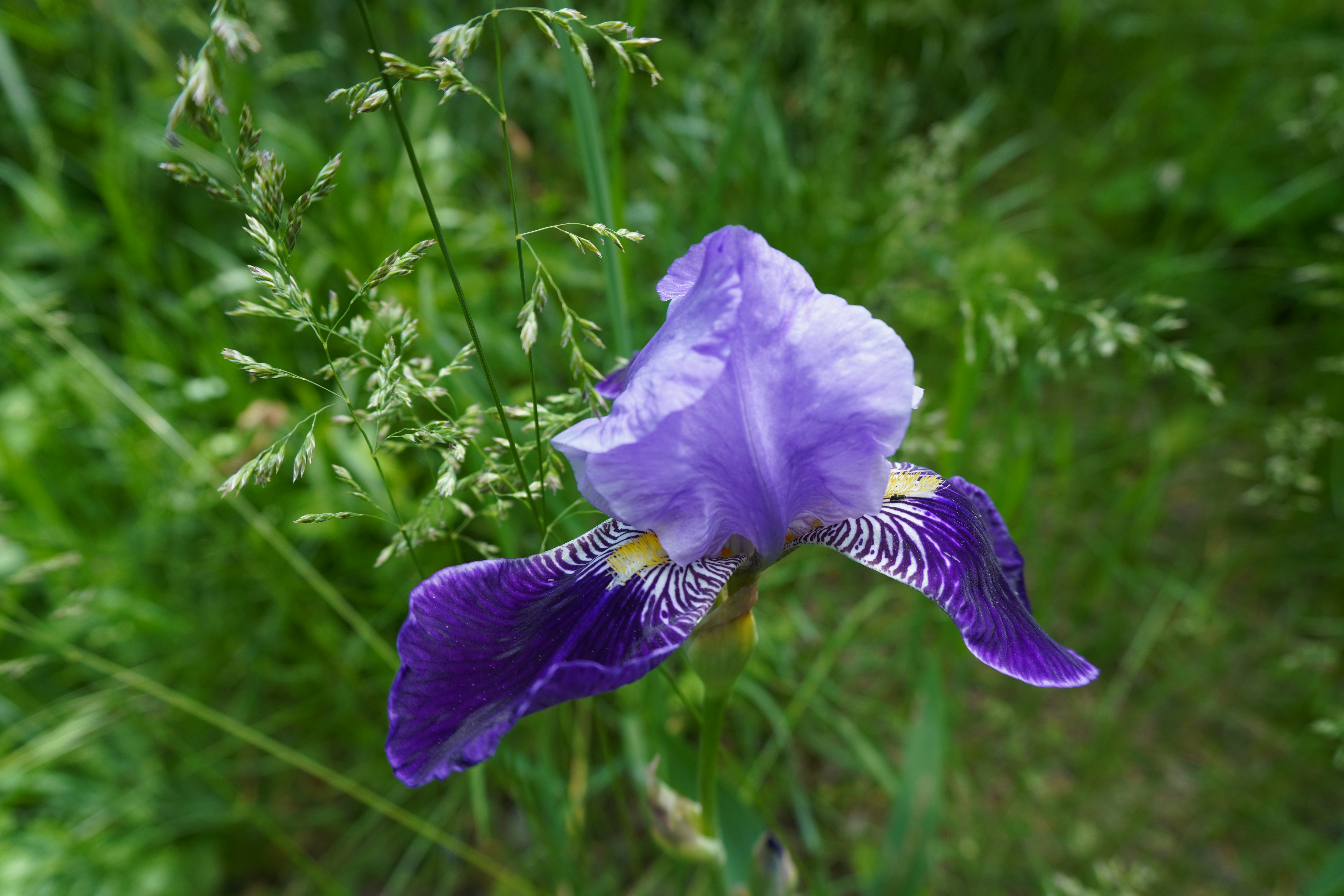 Purple Iris in Meadow — a Quiet Moment of Color