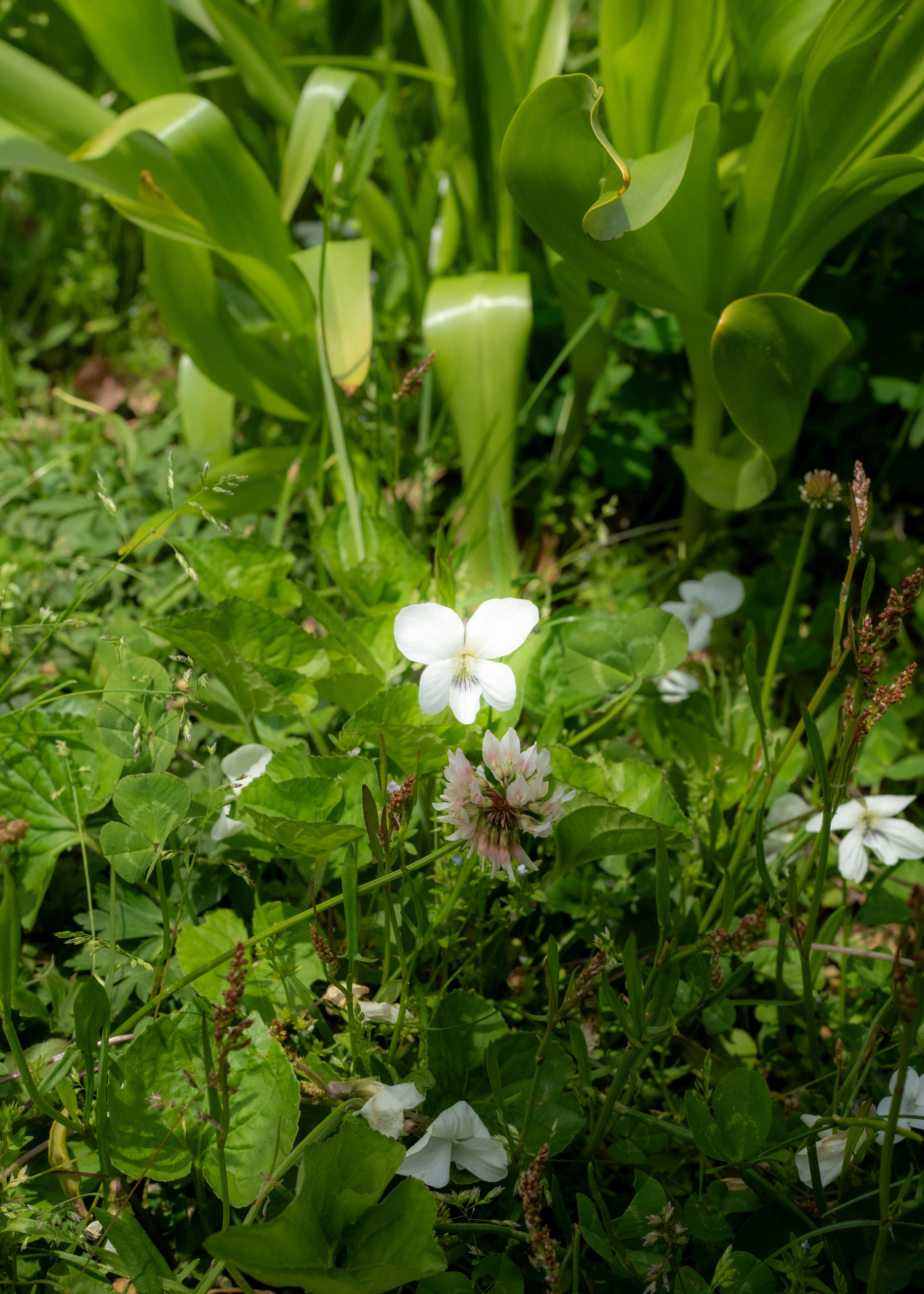 White Blossom Amid Green Veil