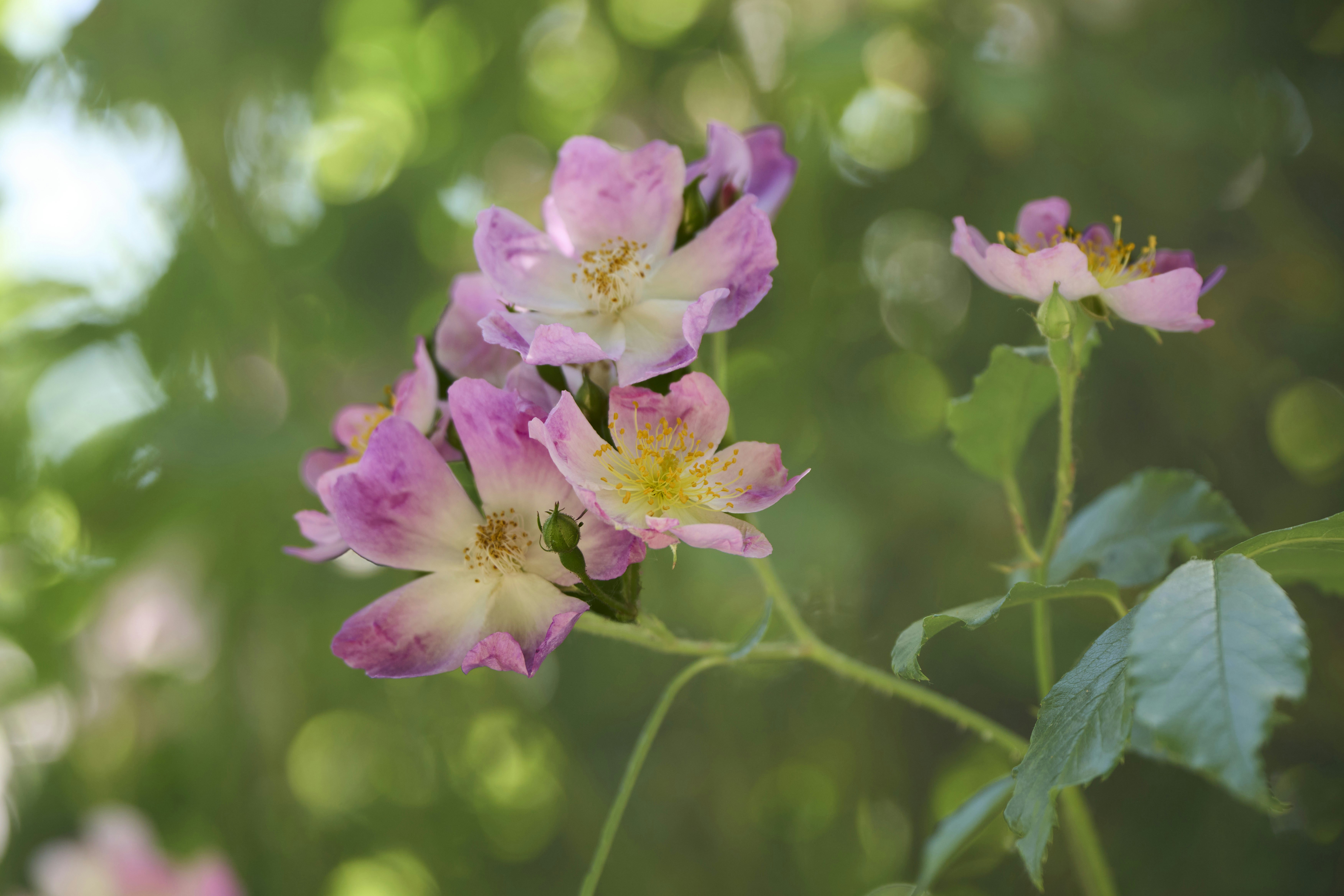 Pink-centered blossoms in a sunlit garden