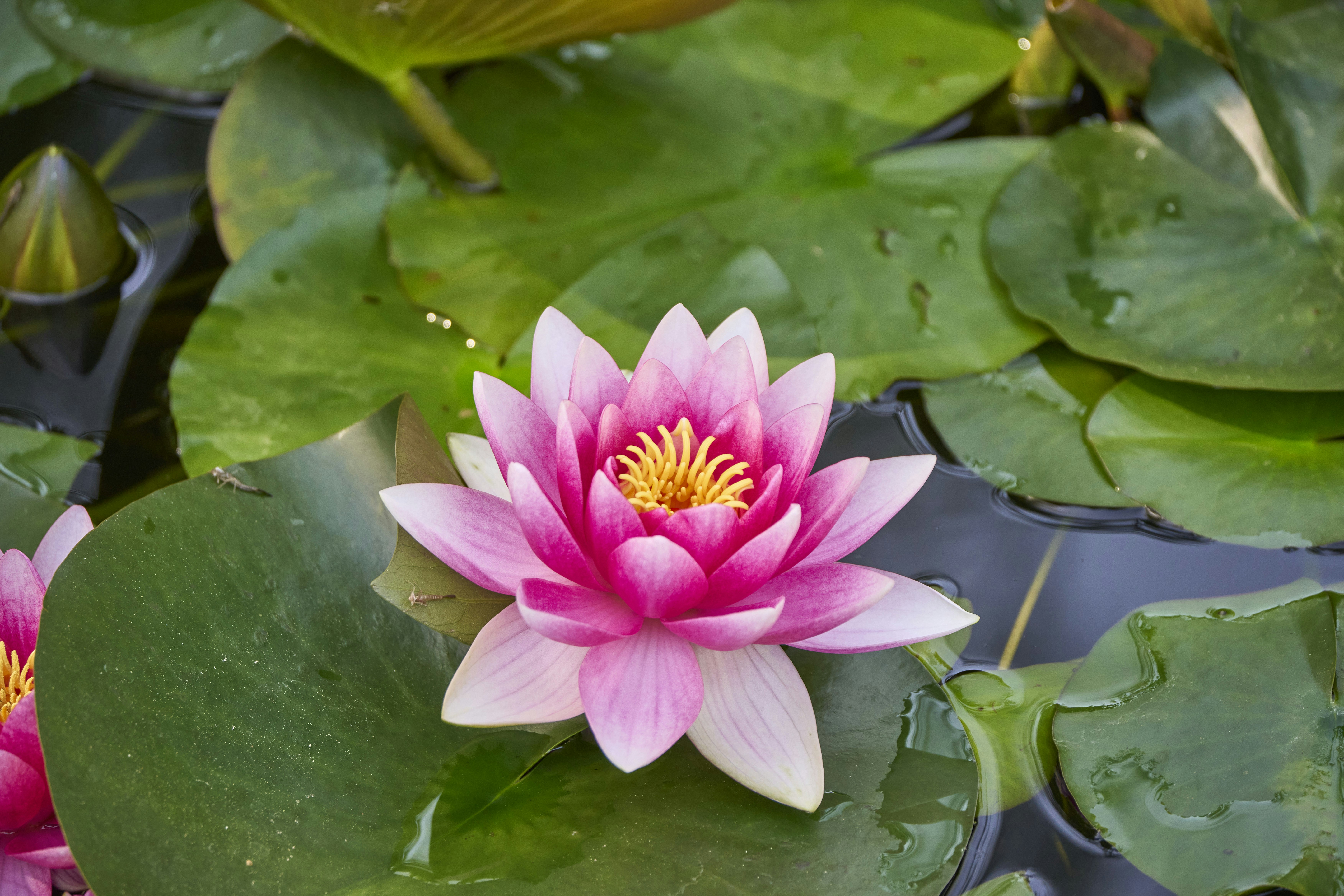 A beautiful pink water lily floats among green lily pads.