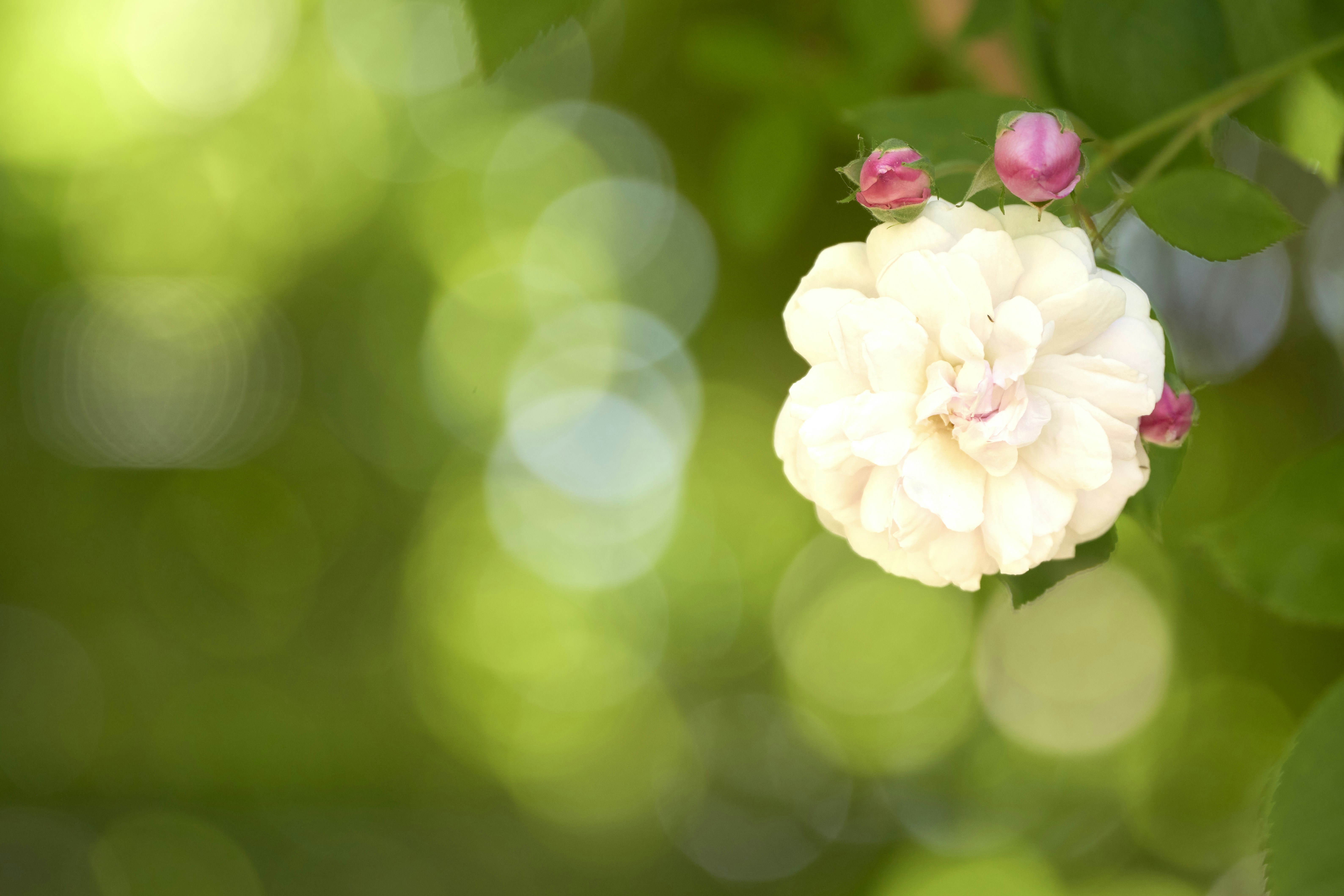 Cream blossom catching morning light against a soft emerald blaze