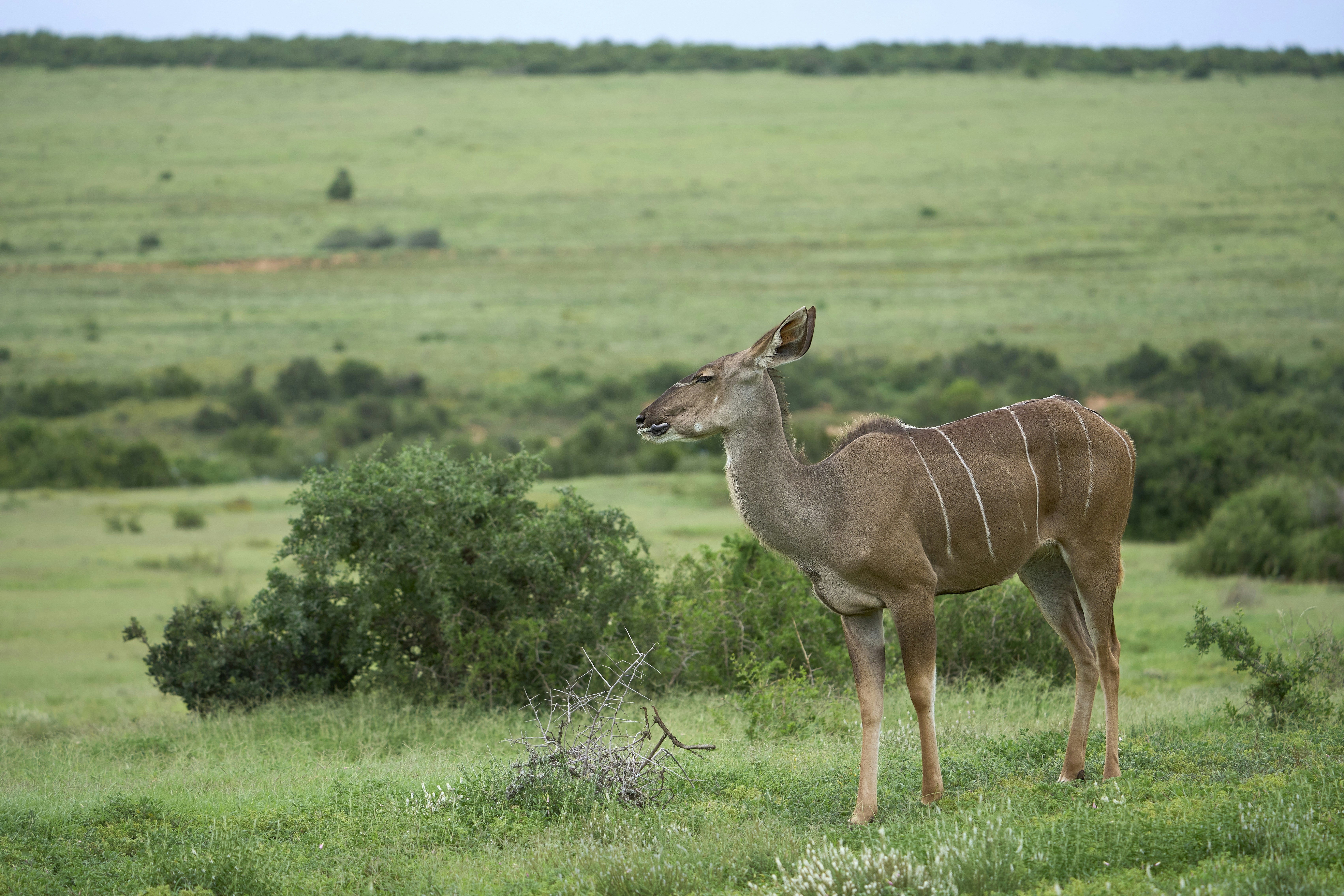 Grazing Grace under a Wide Serengeti Sky