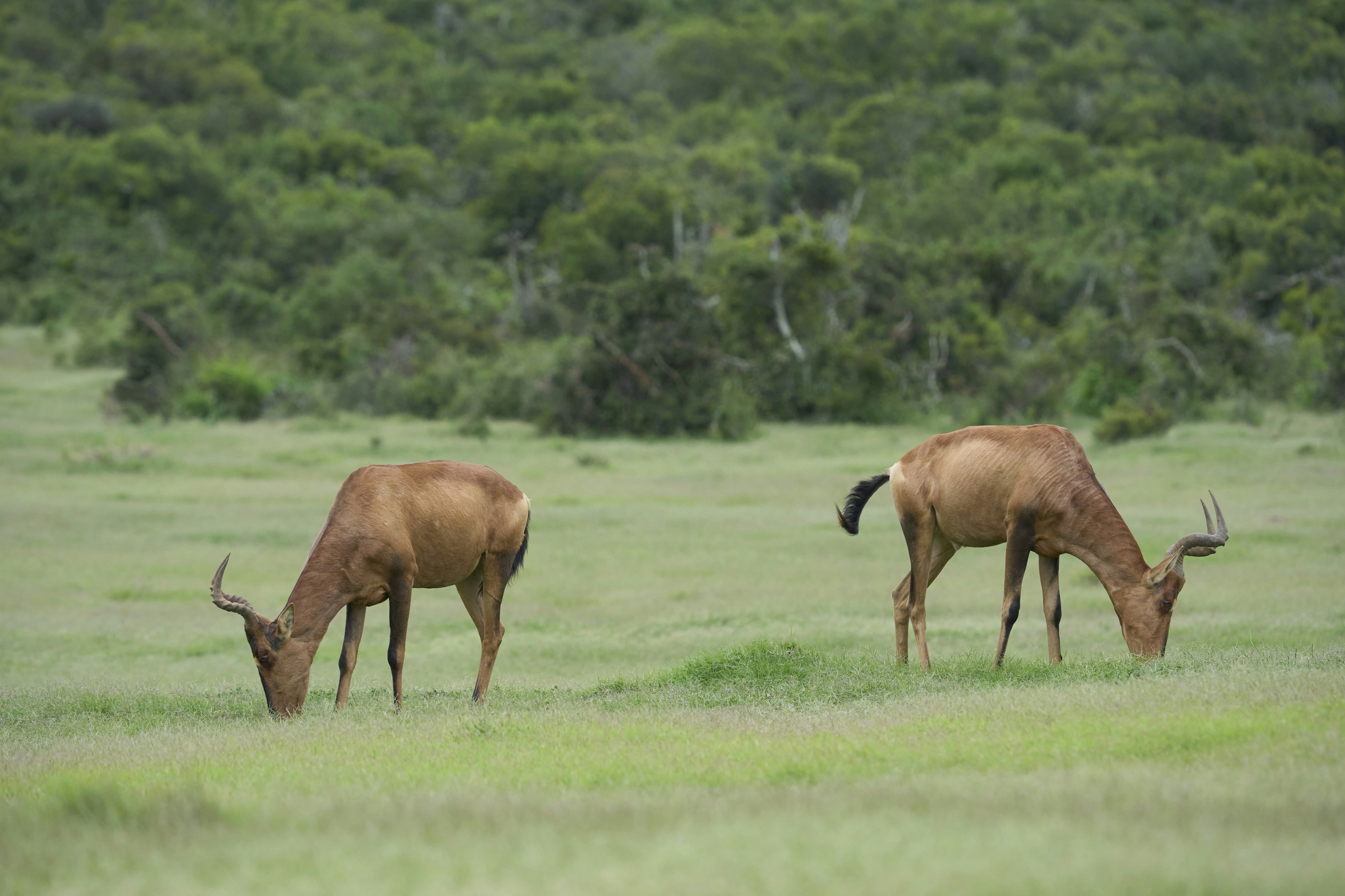 Twin Grazers at the Edge of a Quiet Grassland