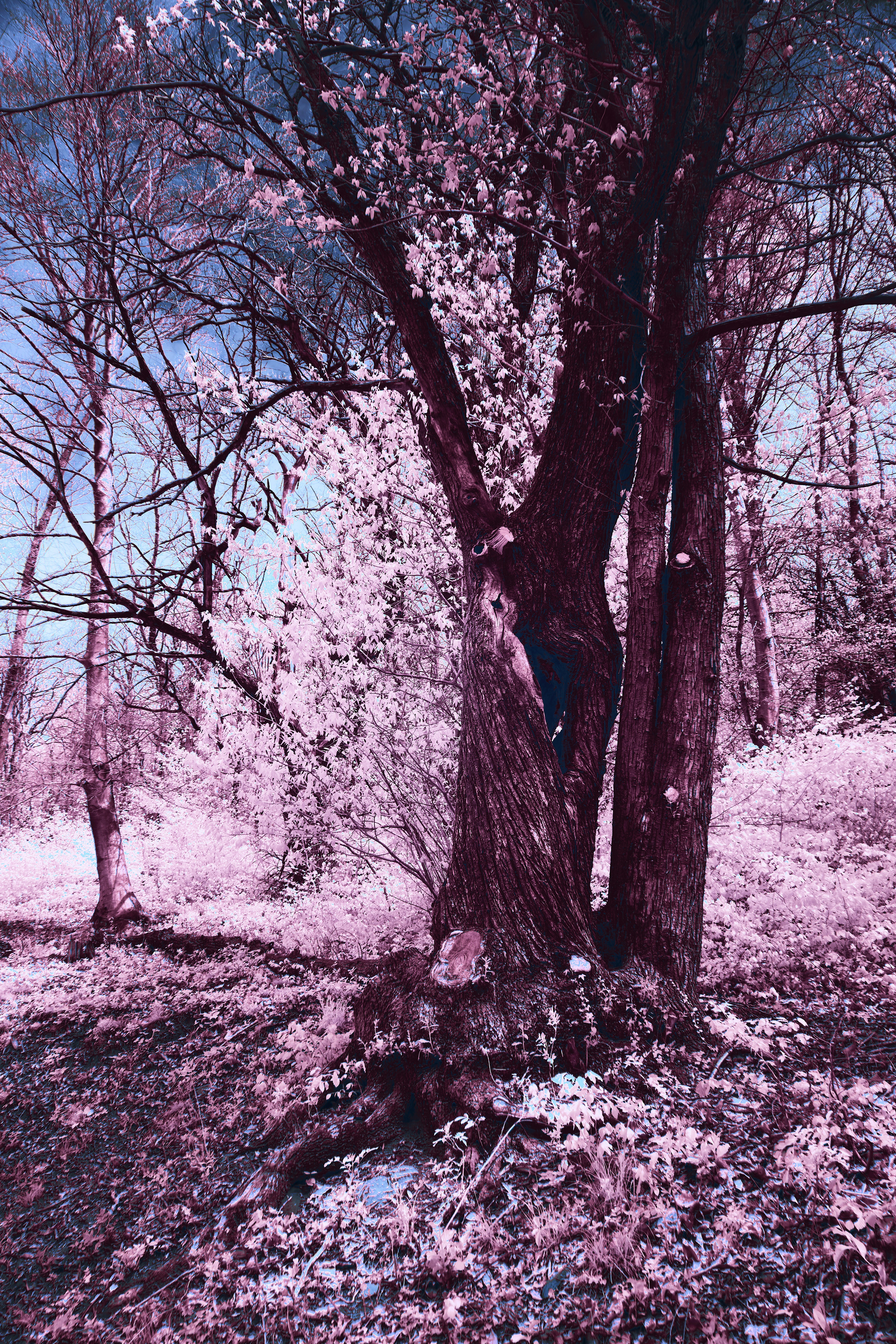 Twinned Trunk Emergence: A Person Hidden Between World-Wise Trees