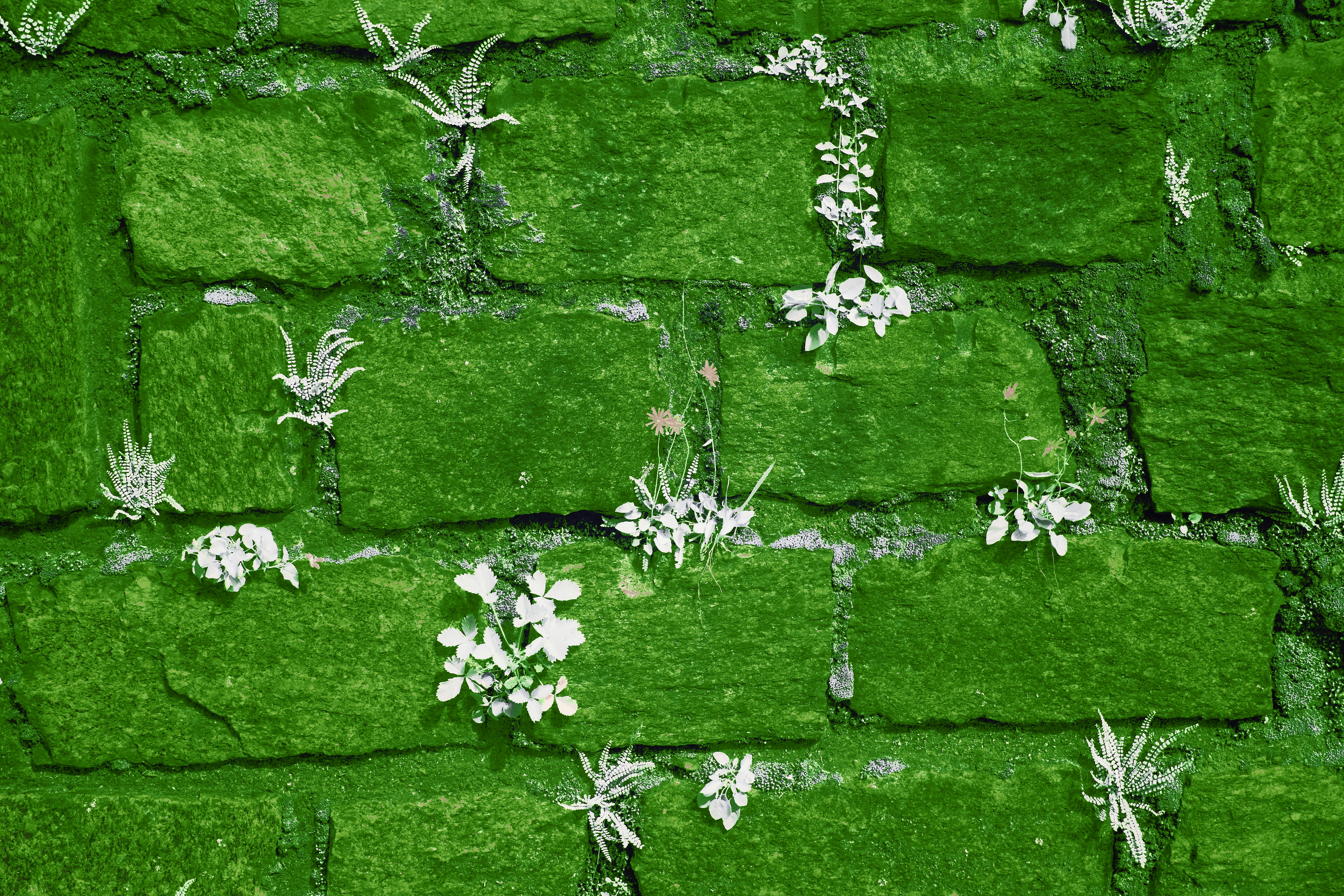 Emerald Bricks with Frosted Ferns