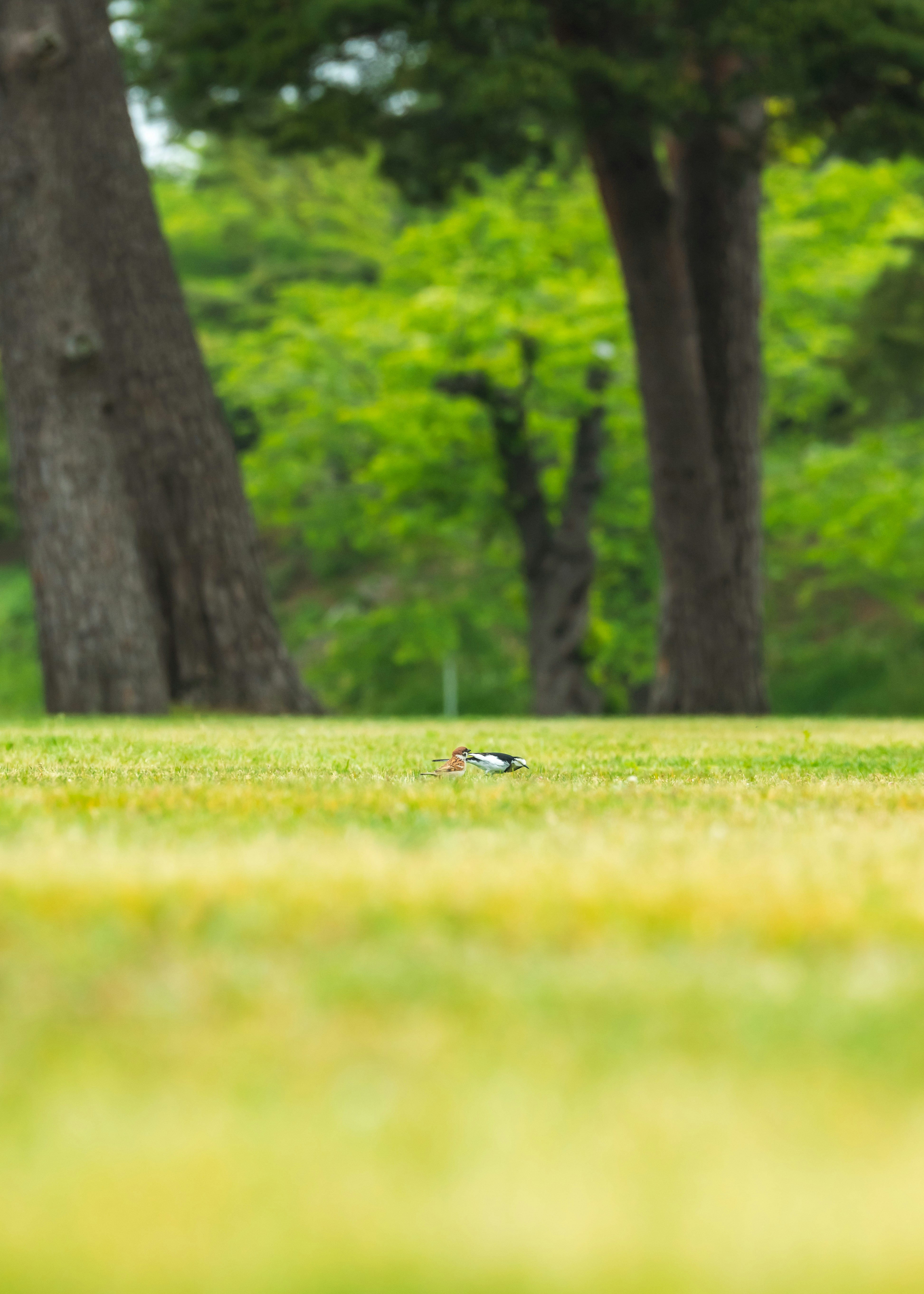 Tiny Bird, Grand Lawn: A Moment of Stillness at the Forest Edge