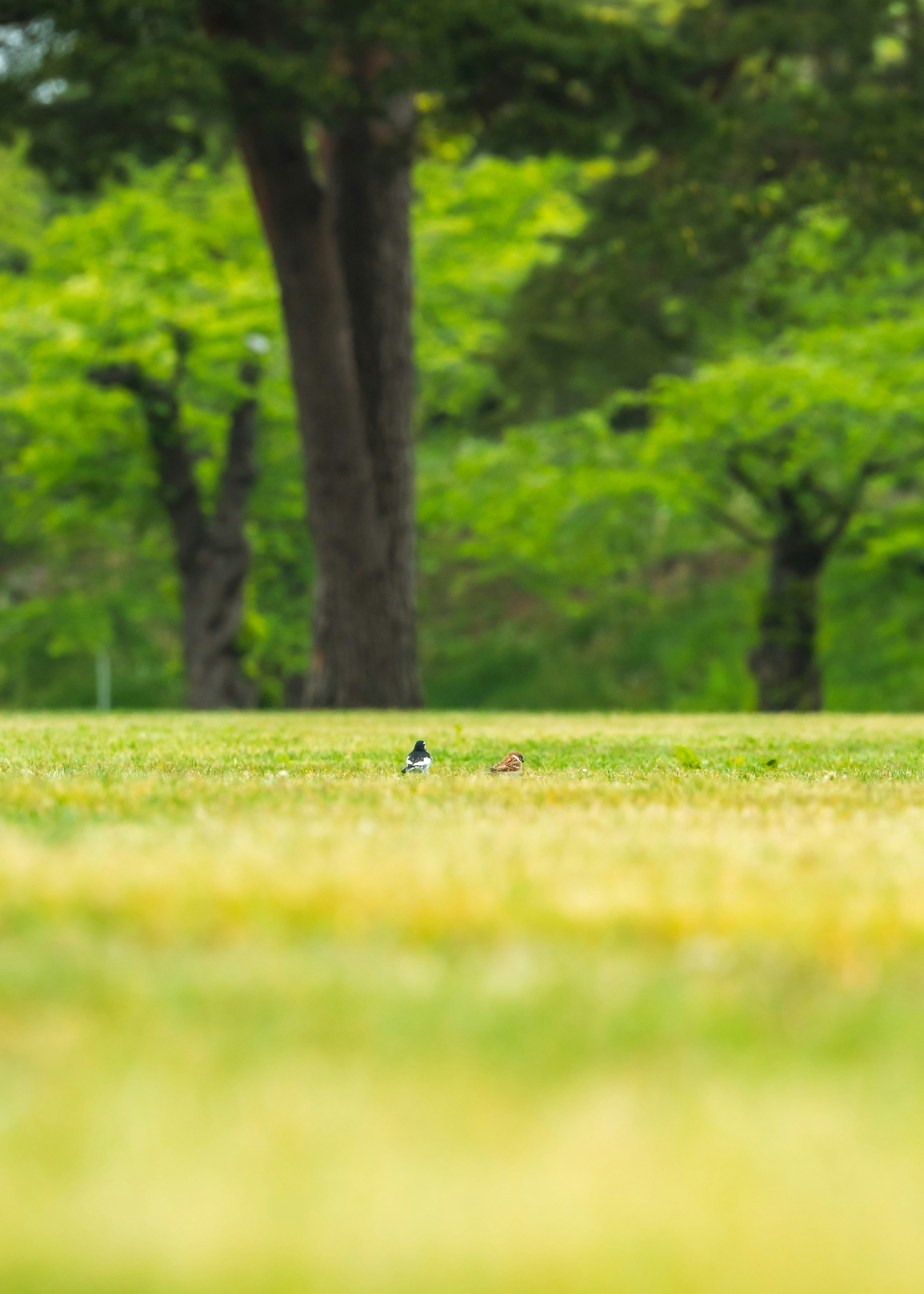 Low-Profile Moment: Two Birds Dot the Sunlit Field