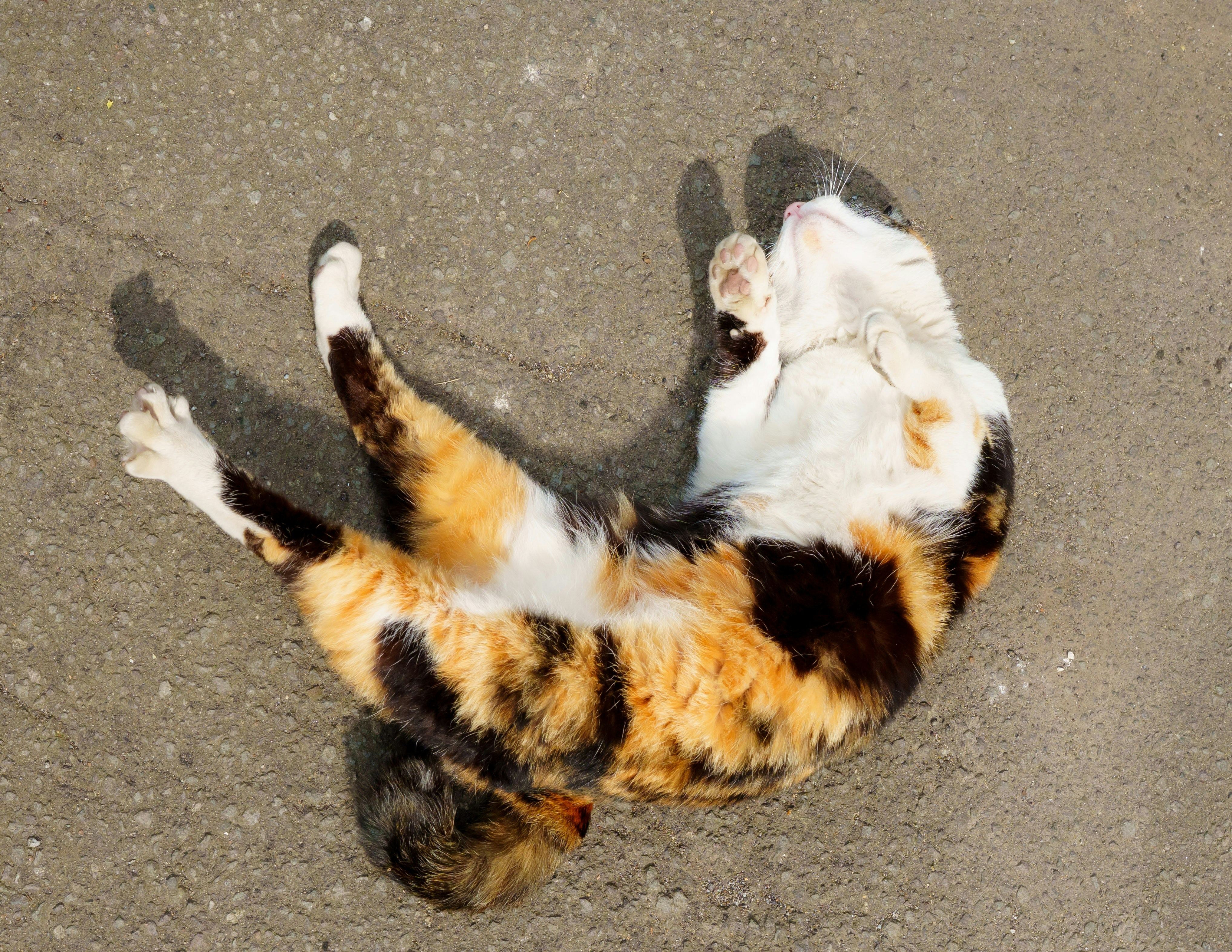 Sunlit Calico Curl: A Tranquil Cat Resting on Pavement