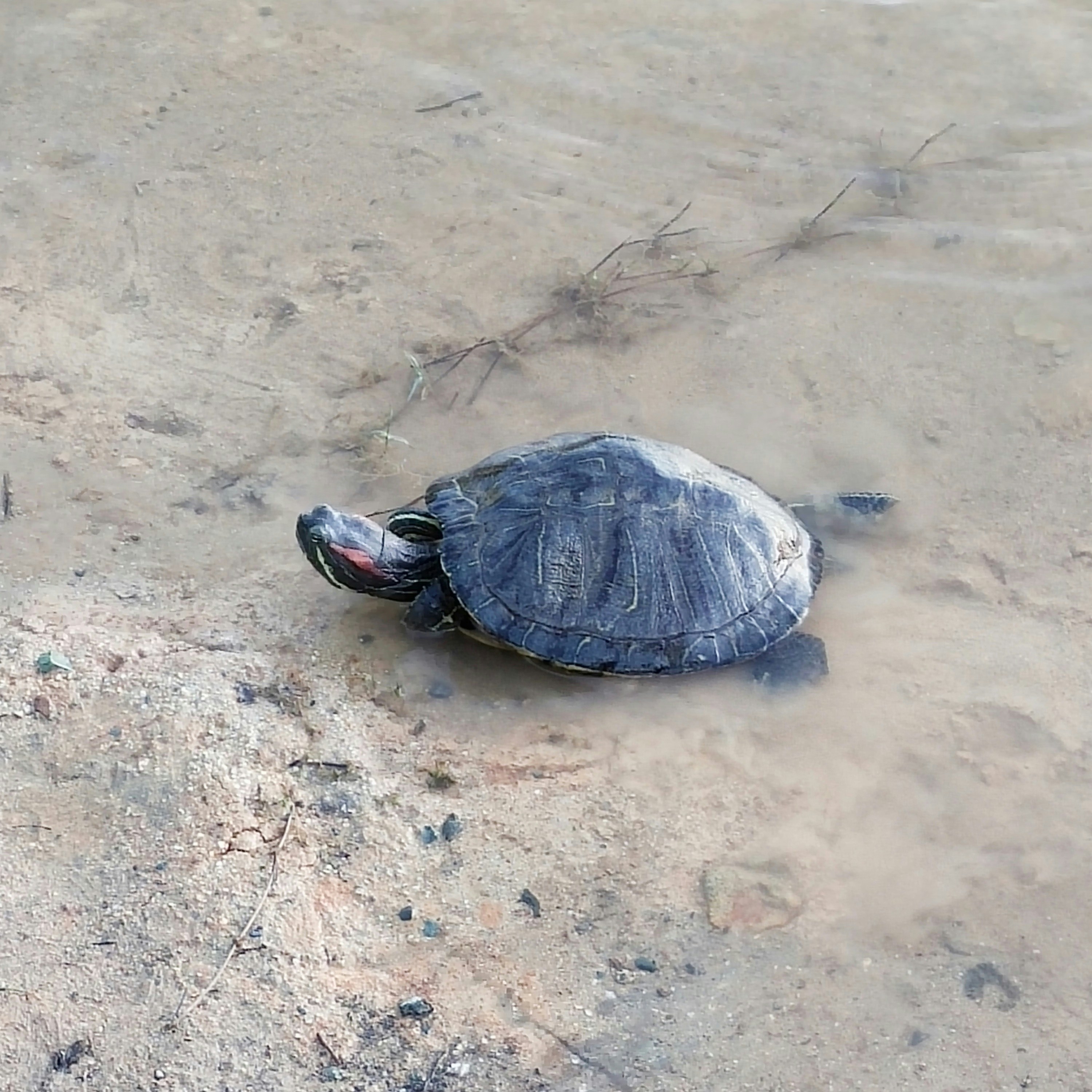 Mud-Bed Turtle Resting Off-Center