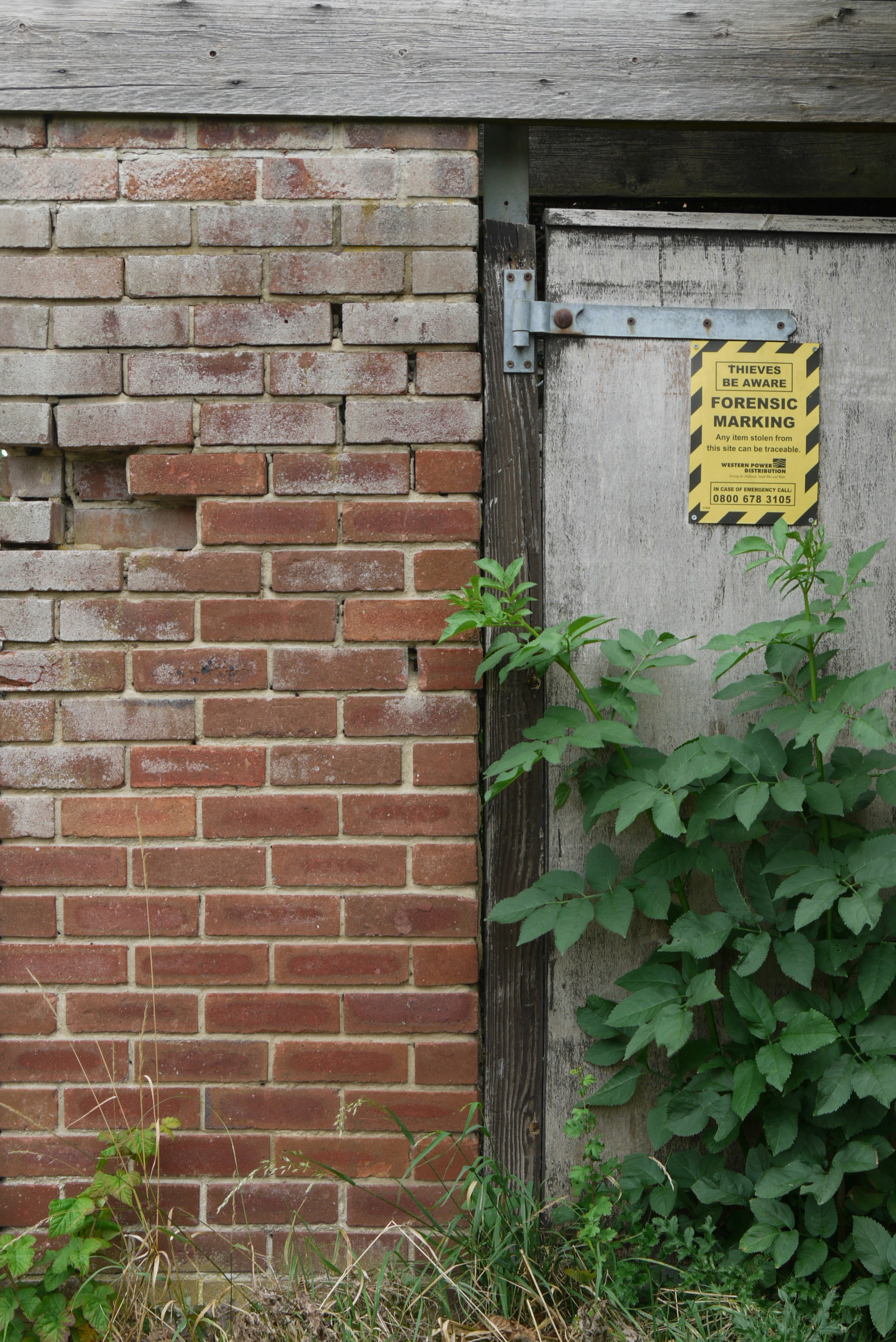 Weedy Threshold: Forensic Sign on a Weathered Door