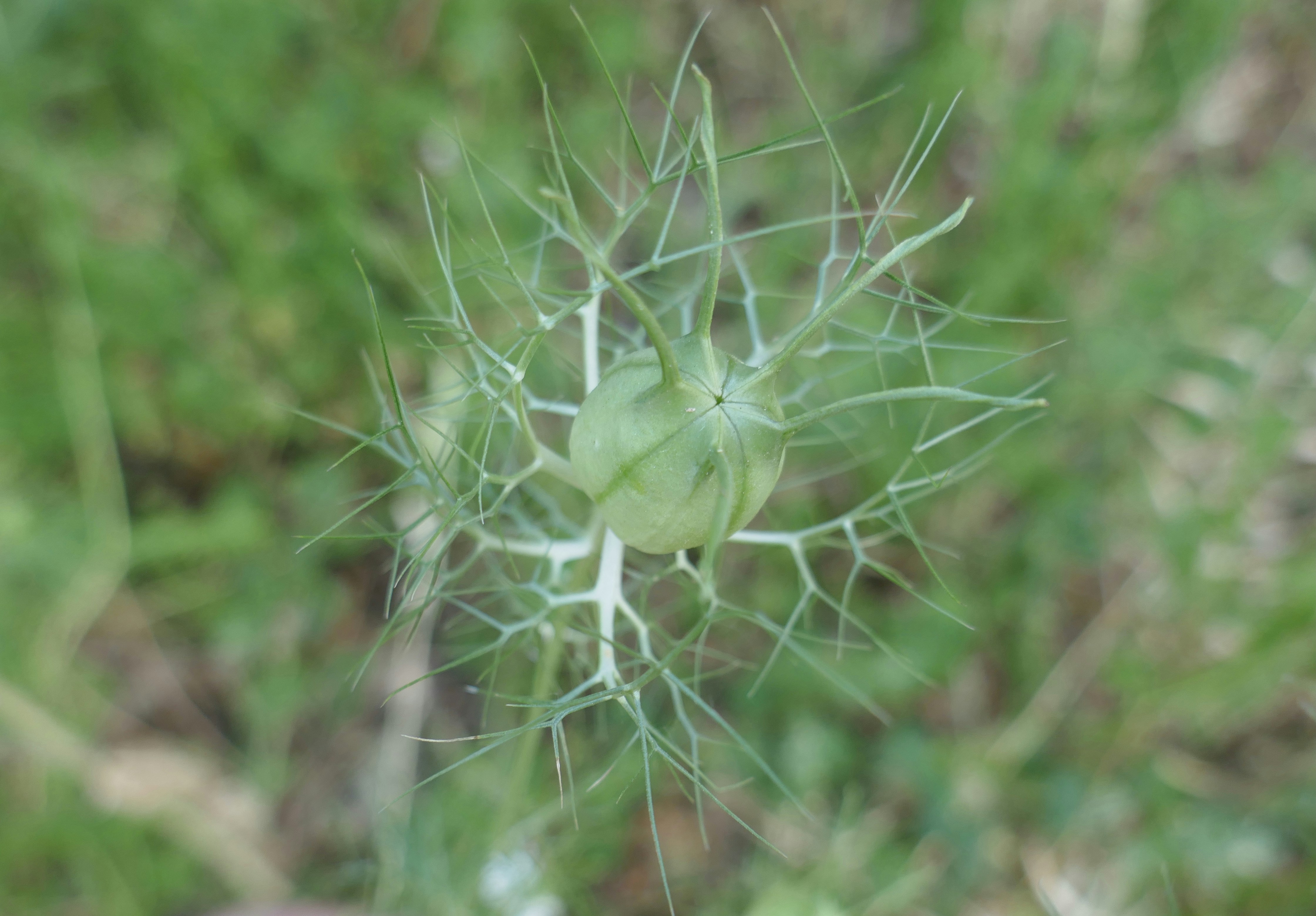 Spiny seed pod with delicate radial thorns in a sunlit wildgreen bed