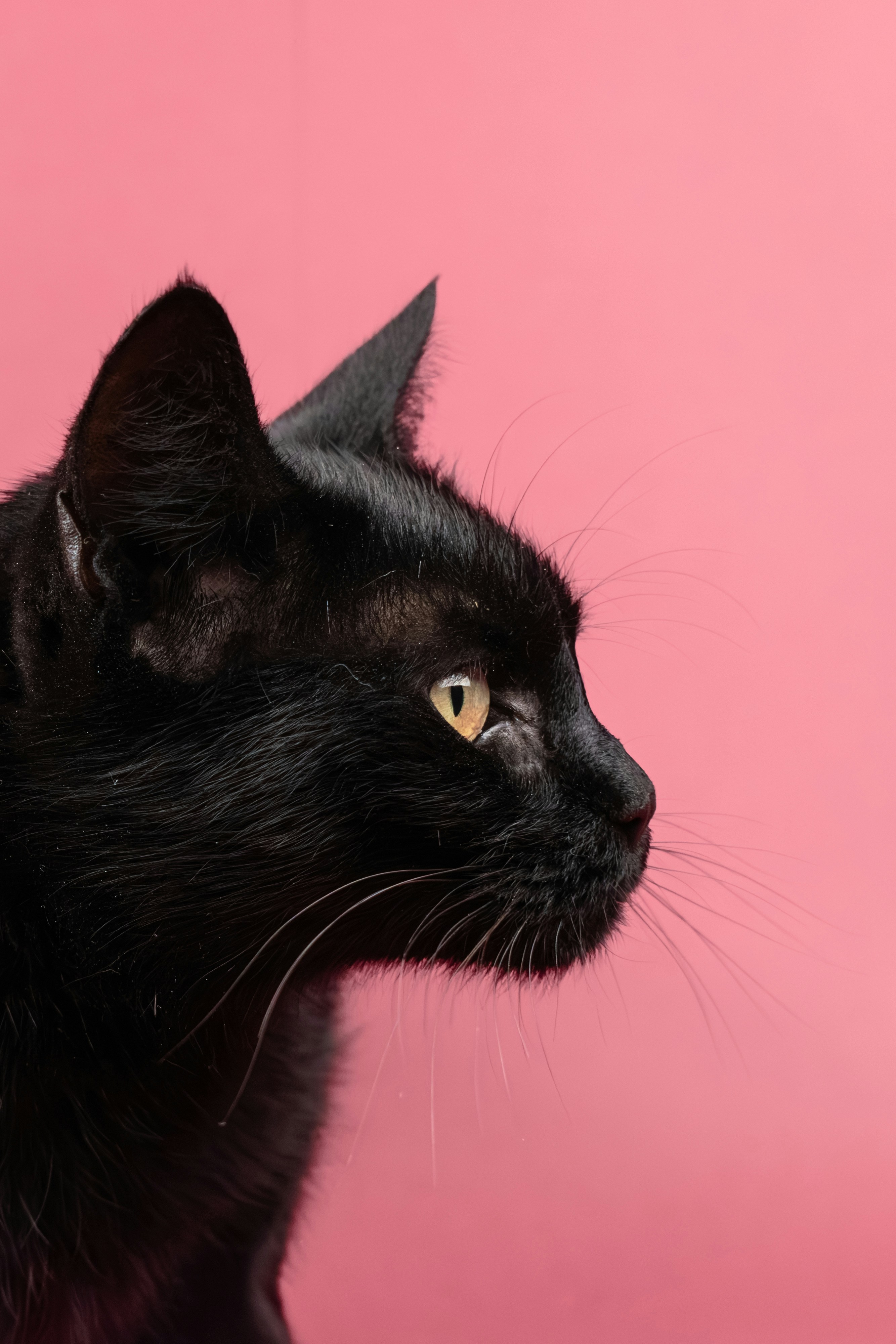 Midnight Muse: A Black Cat Gaze in Soft Pink Light