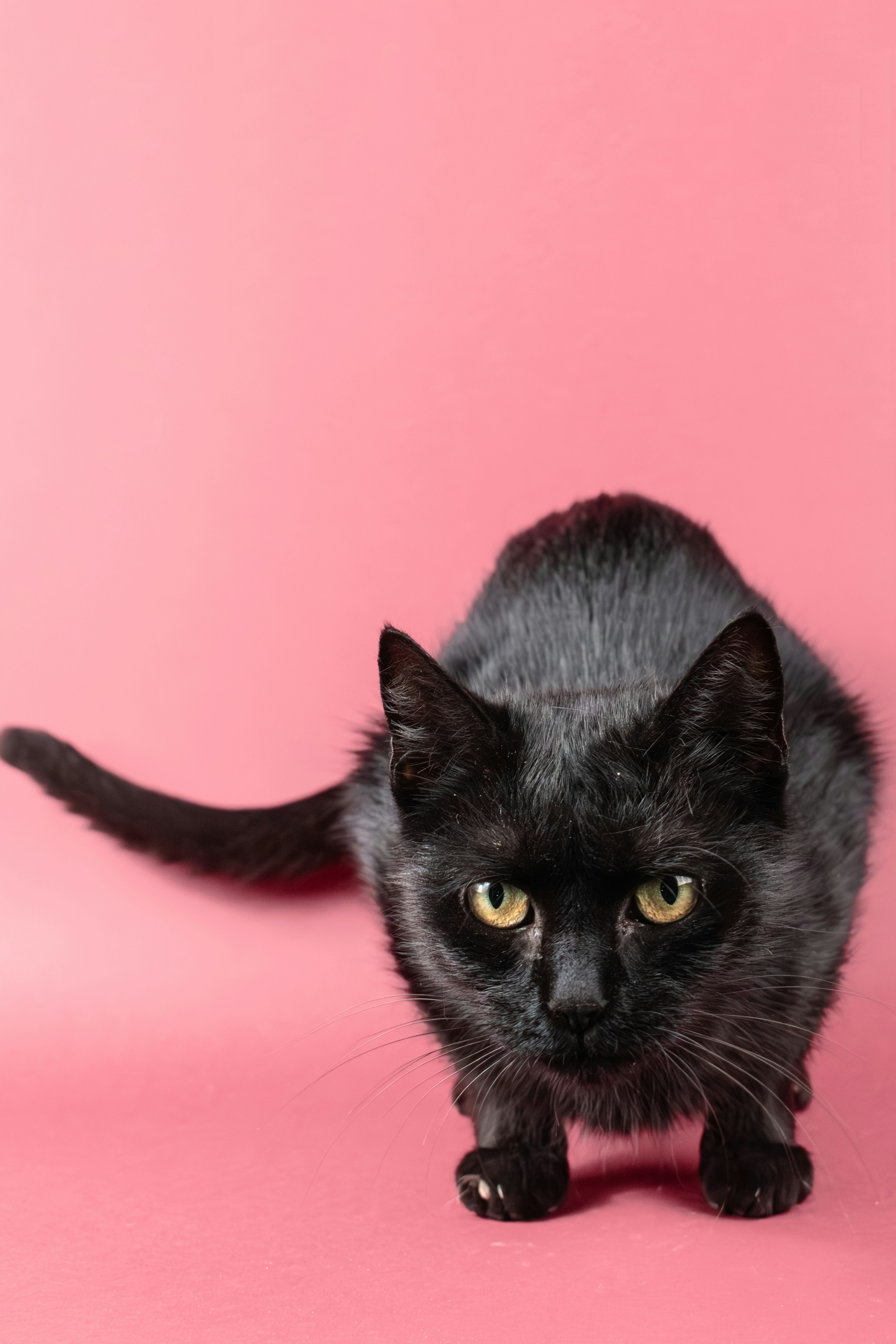 Midstride Stalker: A Curious Black Cat Against Candy-Pink Backdrop
