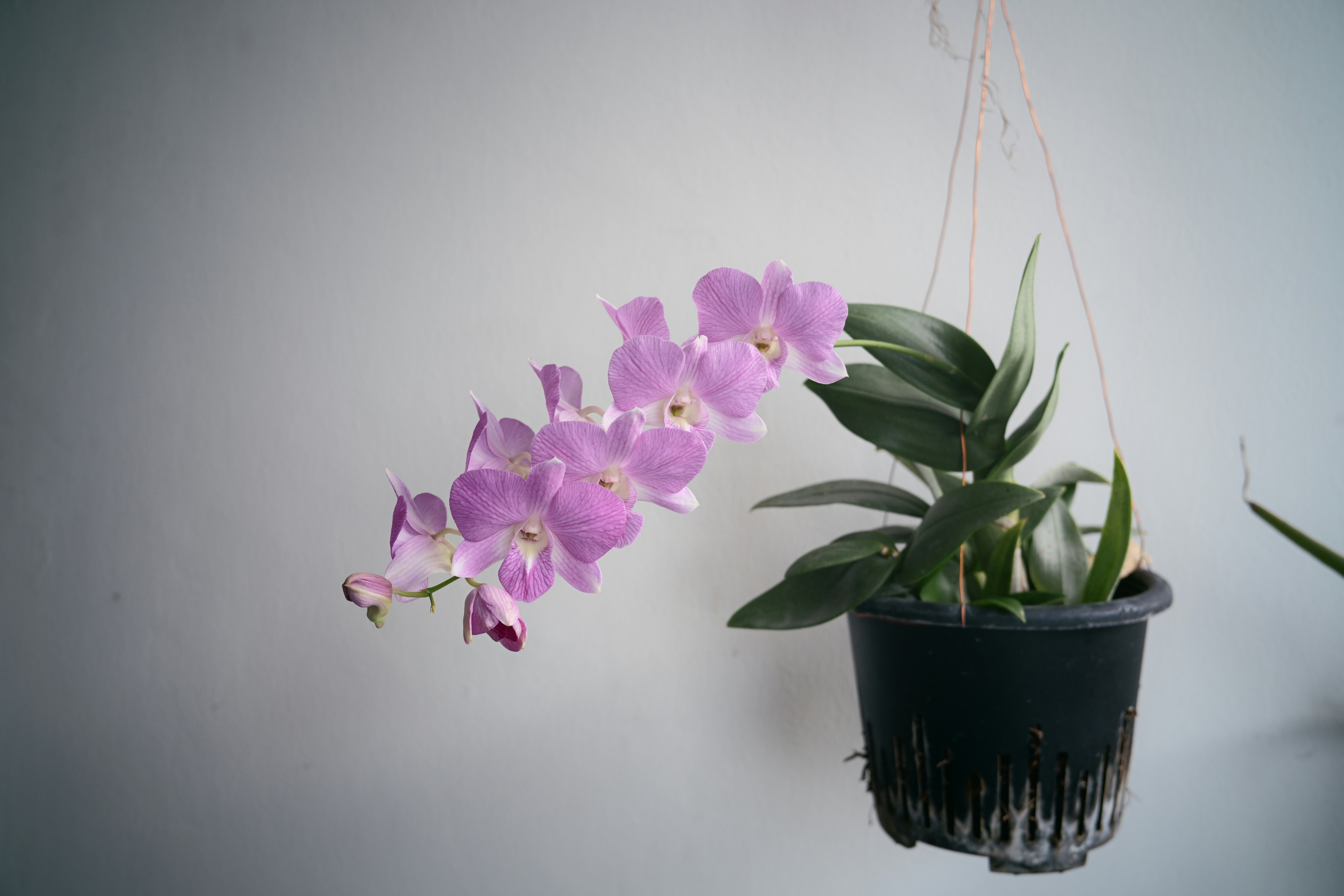 Delicate purple orchid blooms in a hanging black pot.
