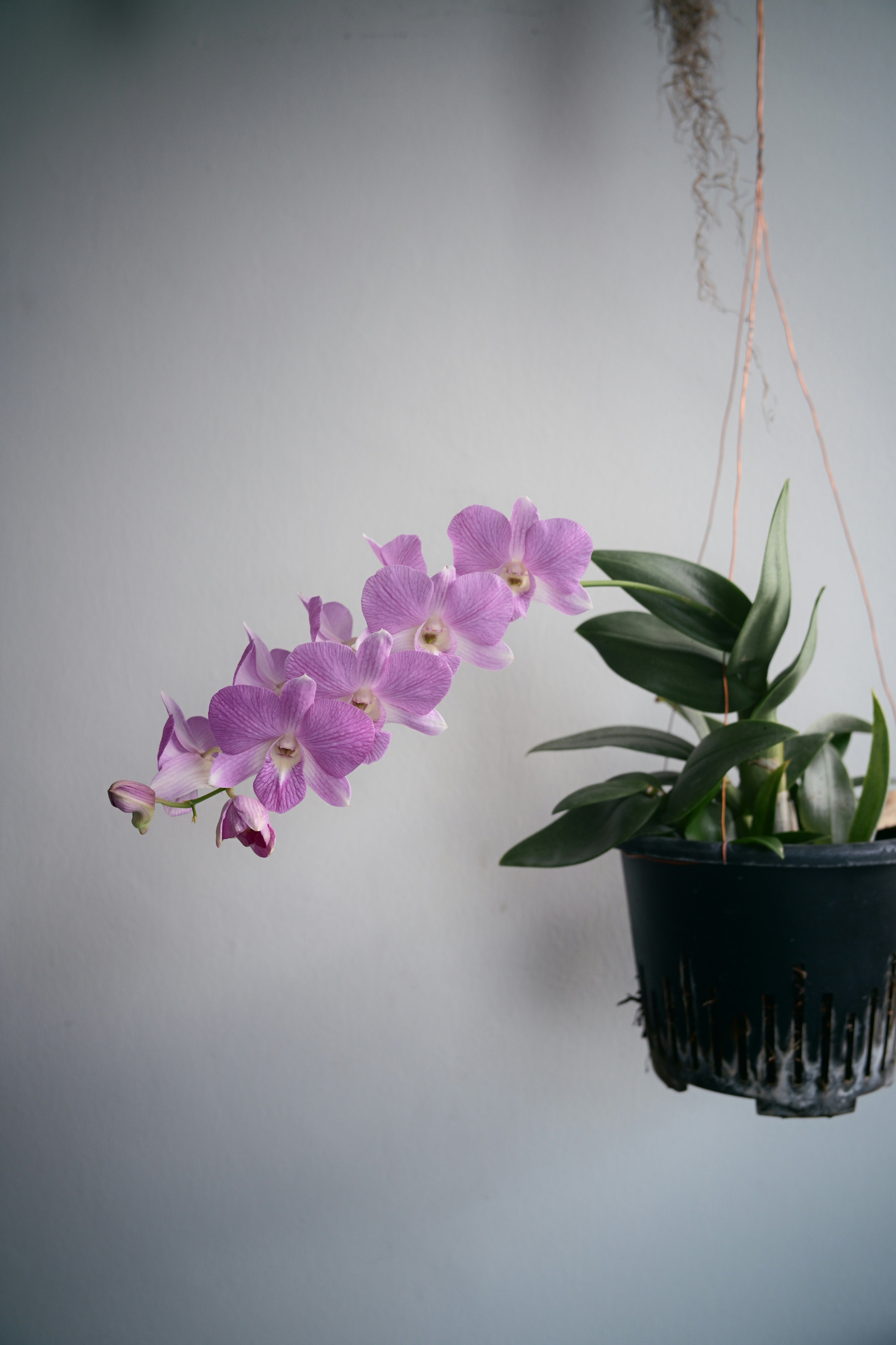Purple Orchid Cascade: A Hanging Bloom Adrift in Soft Light