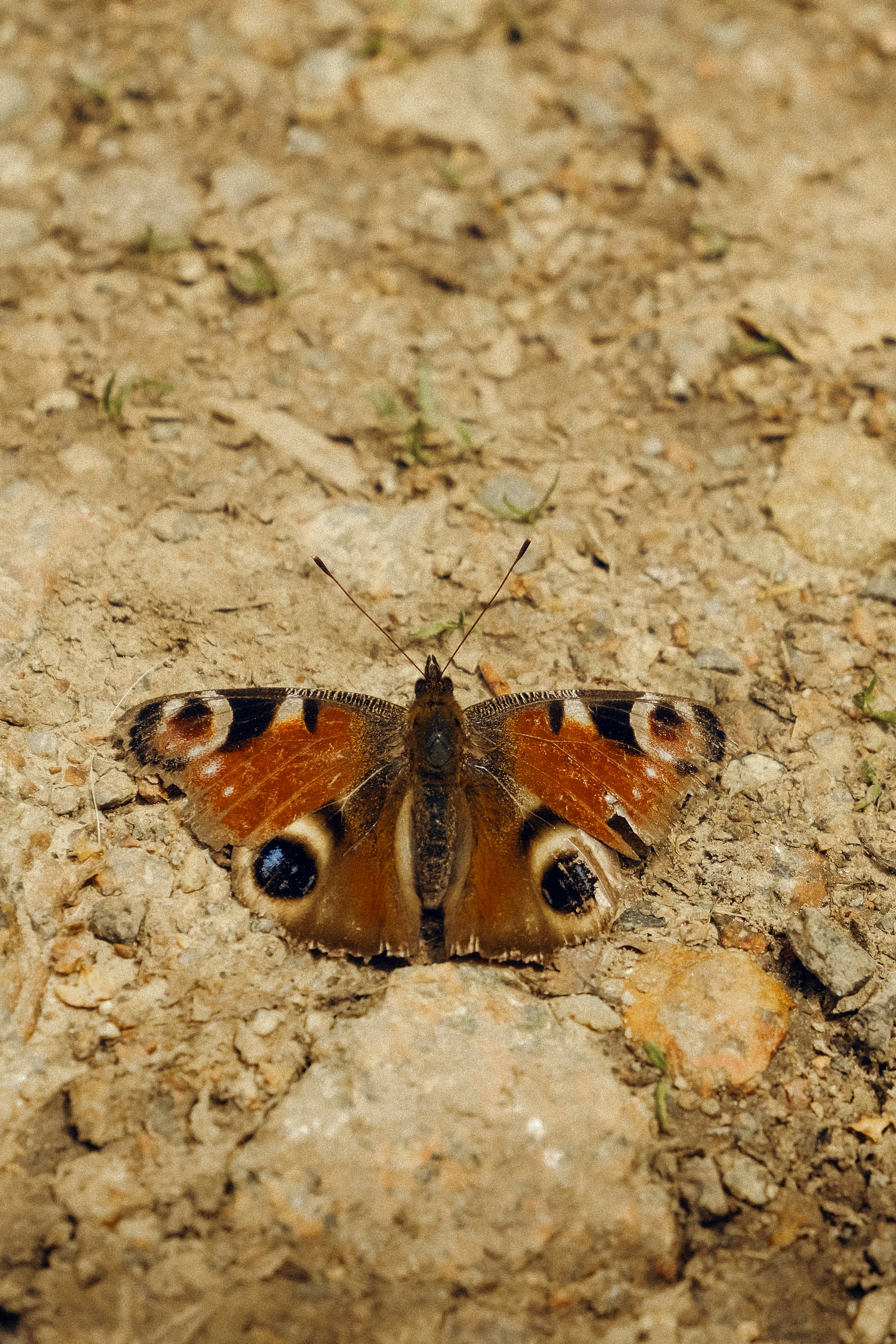 Red Admiral at Rest: a sunlit coastal pebble scene with a butterfly spread on the ground