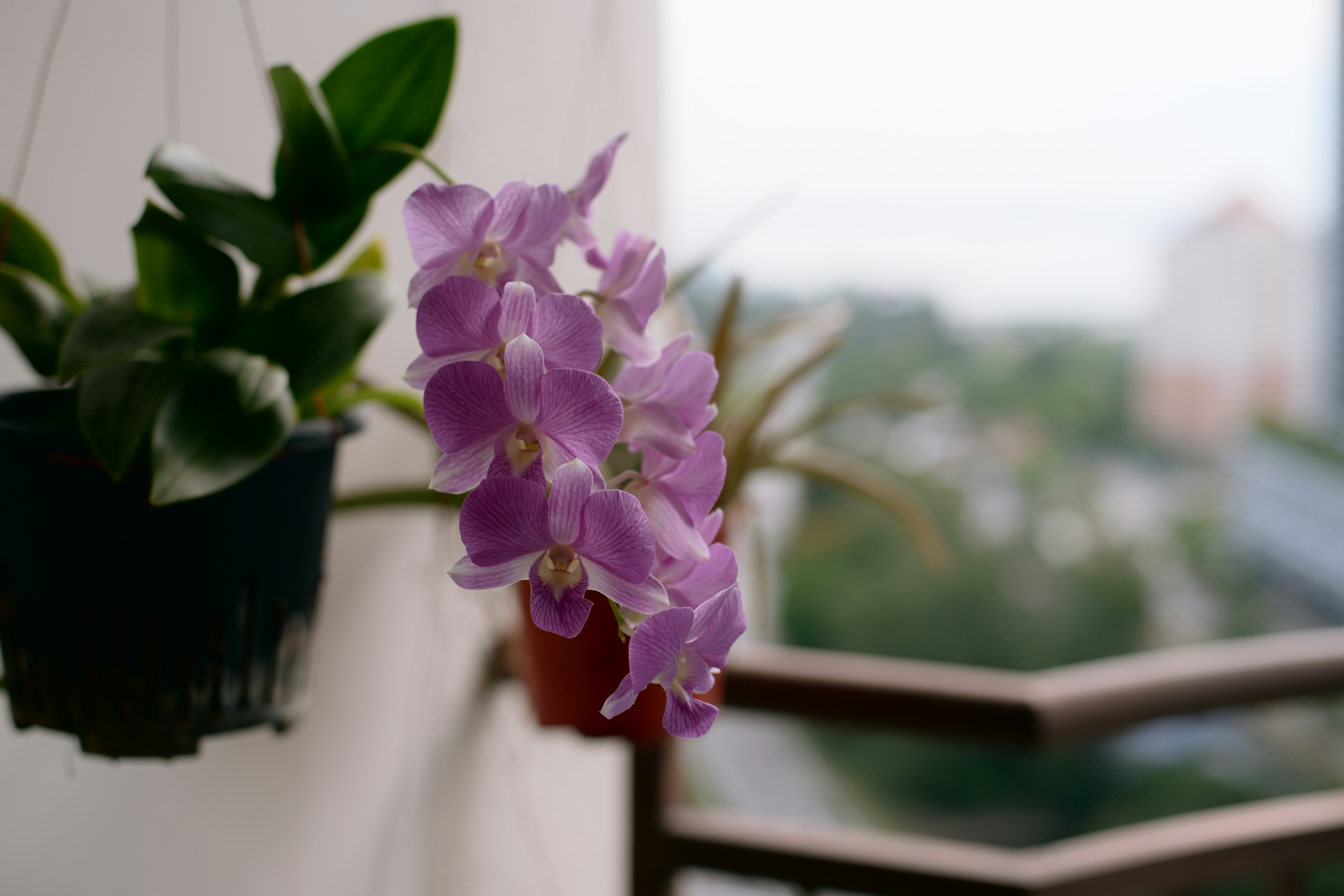 Purple Orchid in Soft Focus Balcony Scene