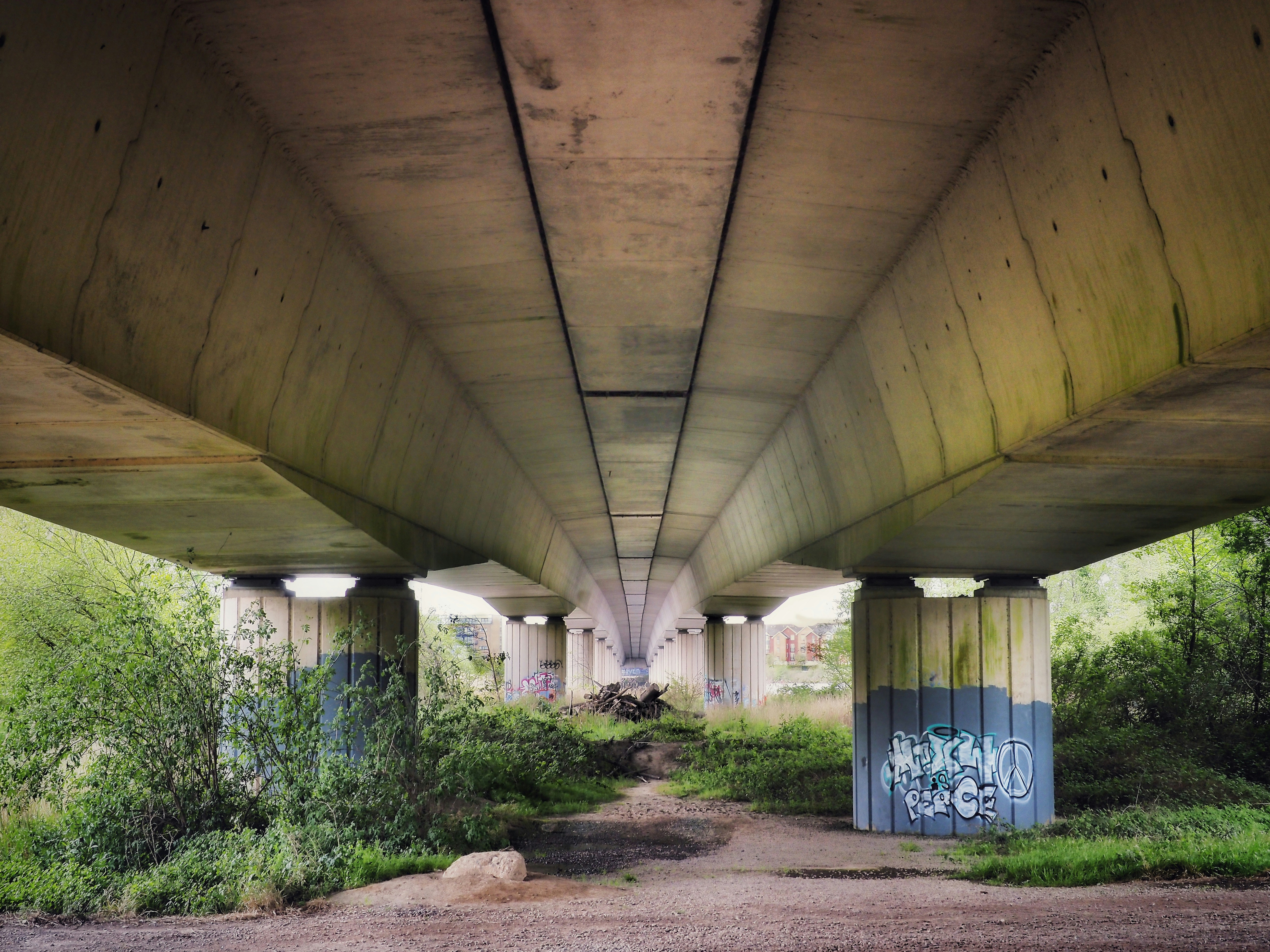 Under the Concrete Arc: Greenery Reclaims the Light