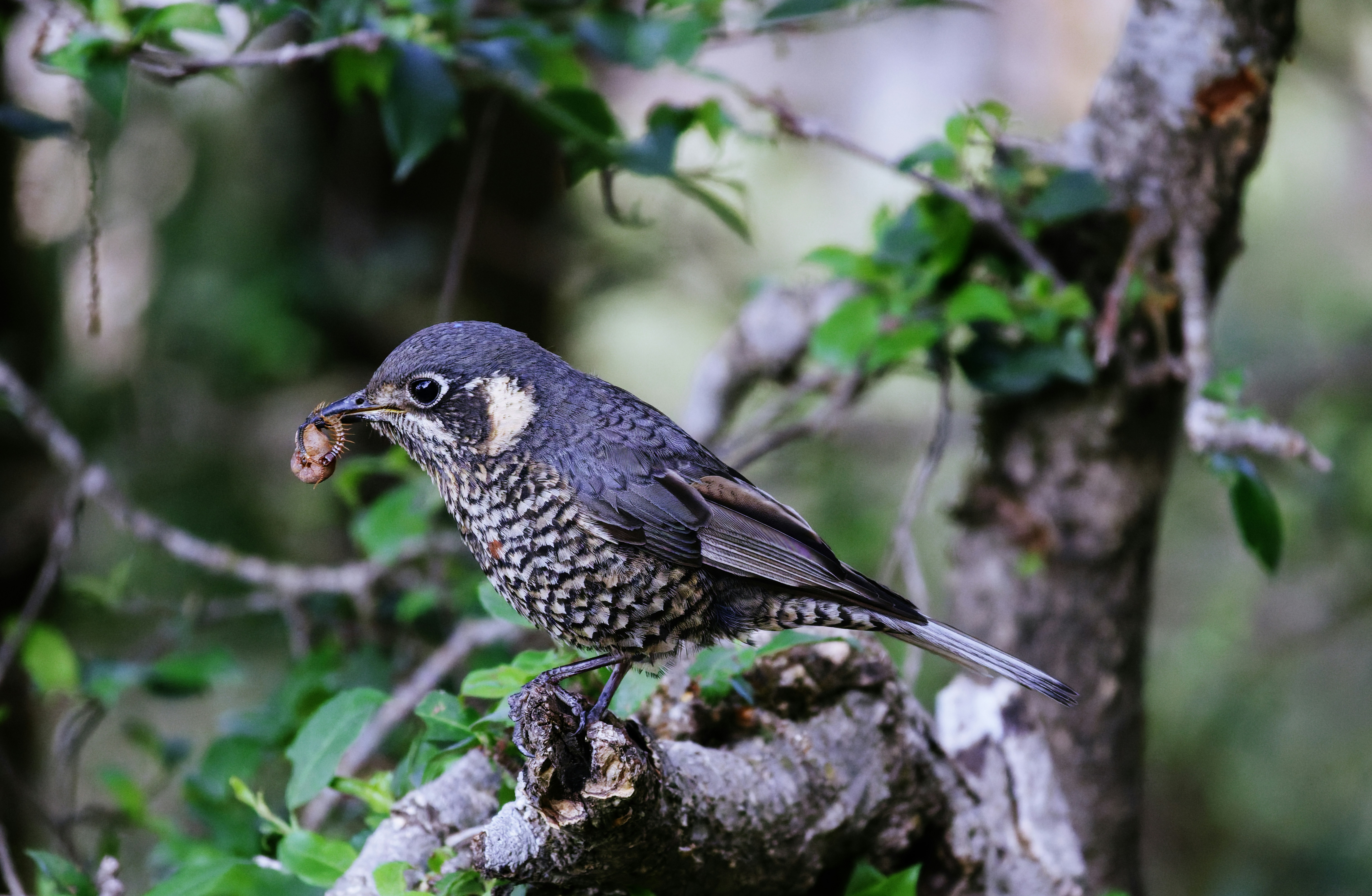 Spotted Thrush on Gnarled Branches