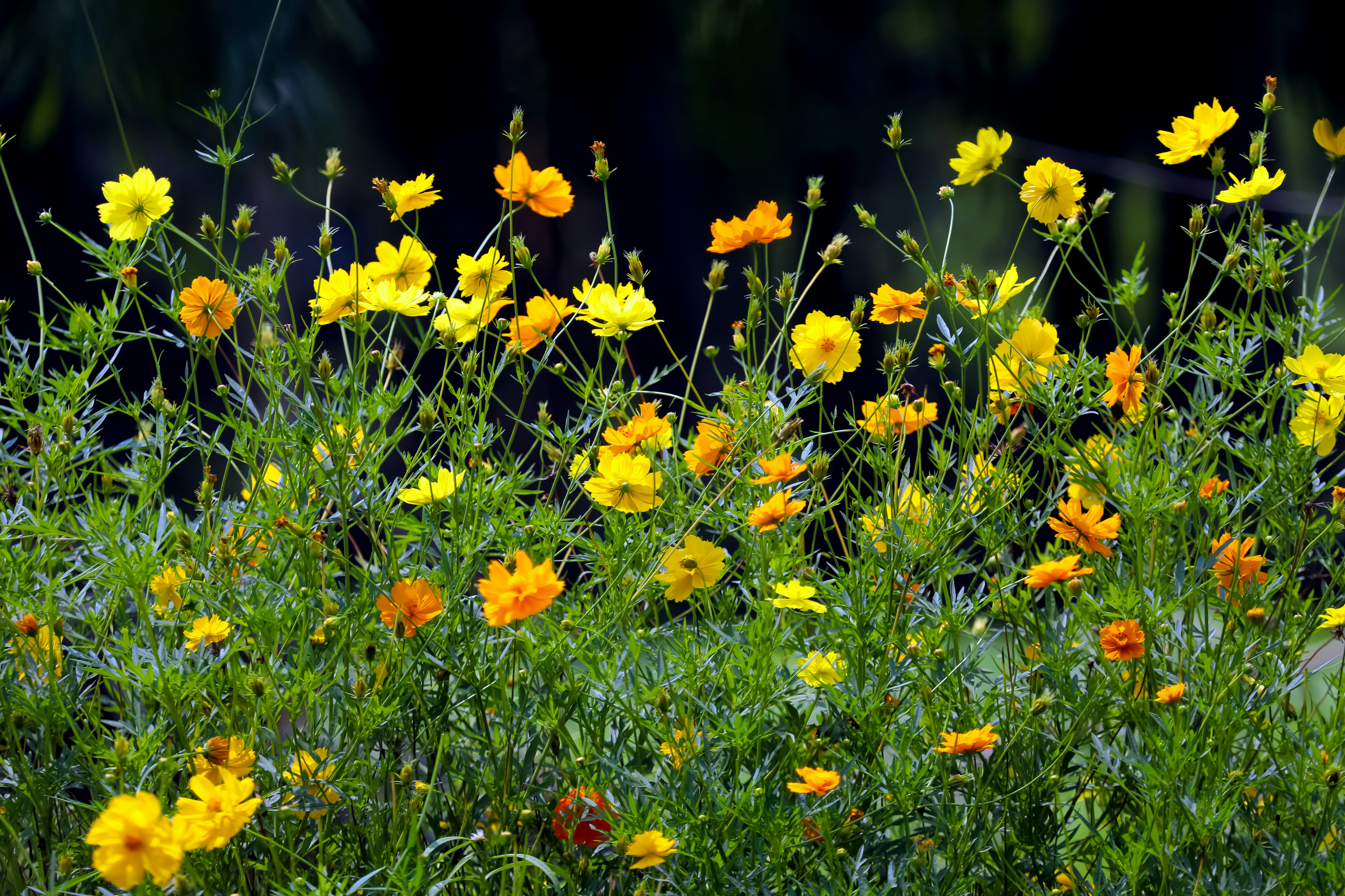 Sunlit Meadow of Golden Blooms: A Field of Yellow and Orange Flowers in Focus