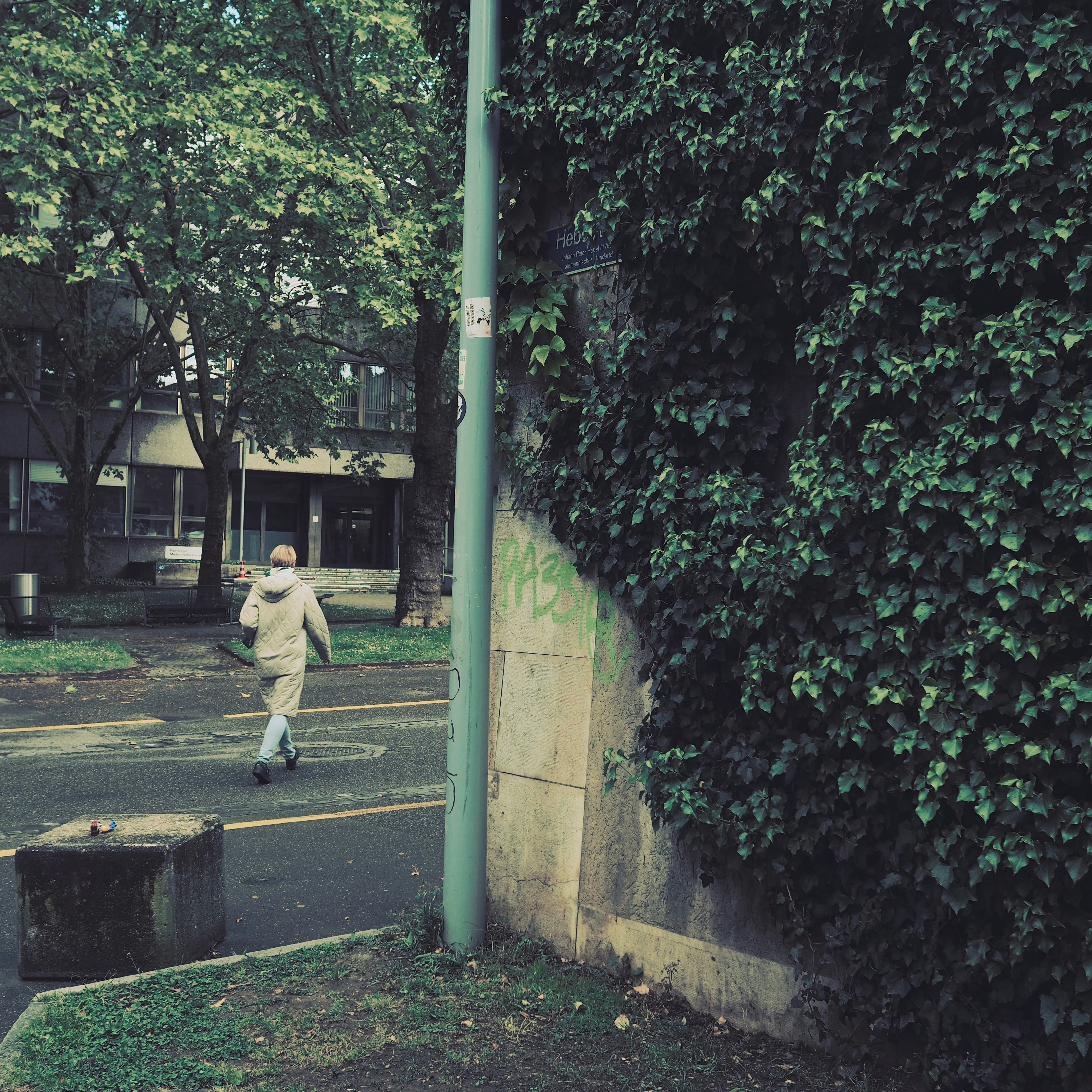 A Quiet Morning Stroll Past ivy-Covered Walls