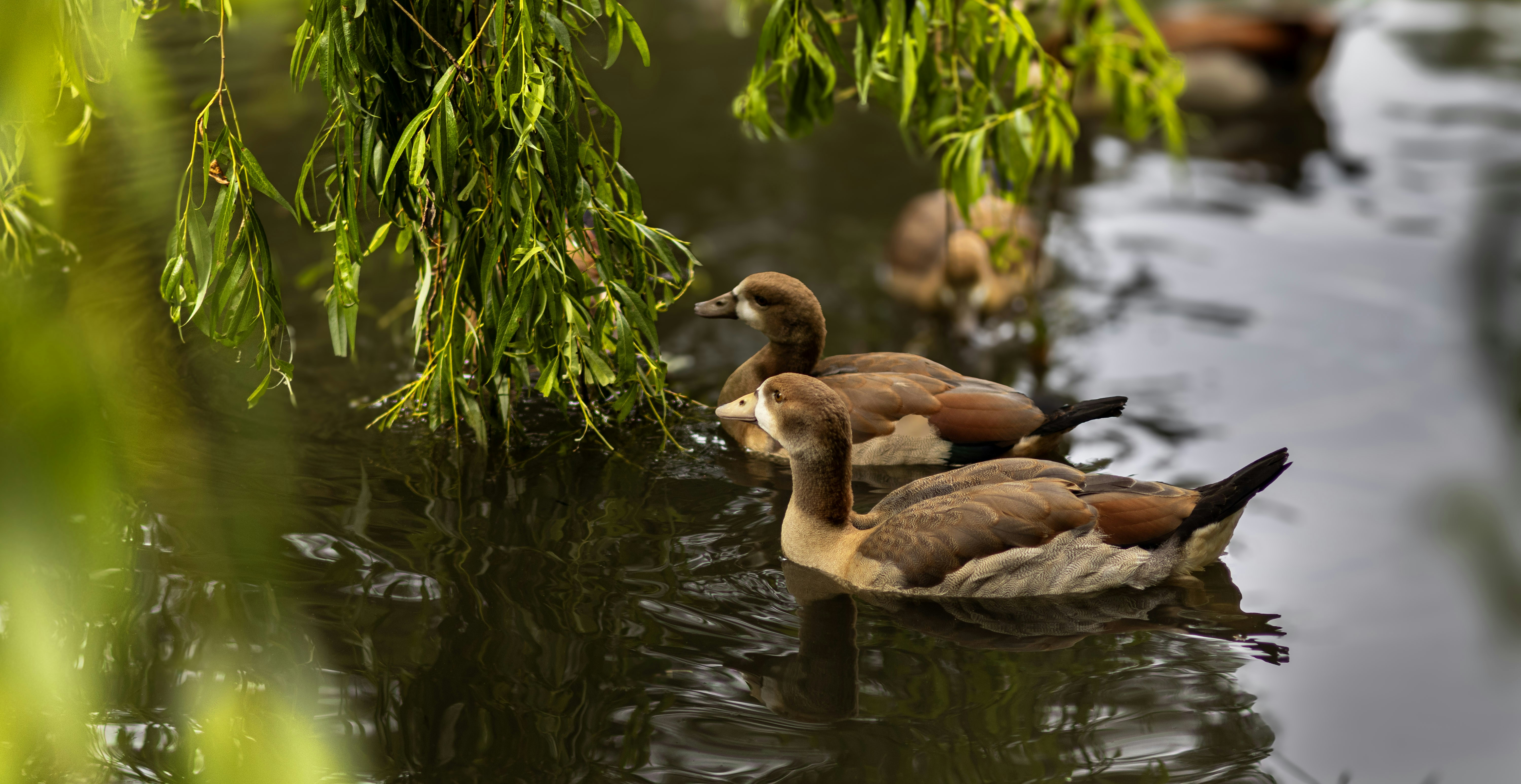 Ducks in Quiet Dappled Light by Overhanging Branches