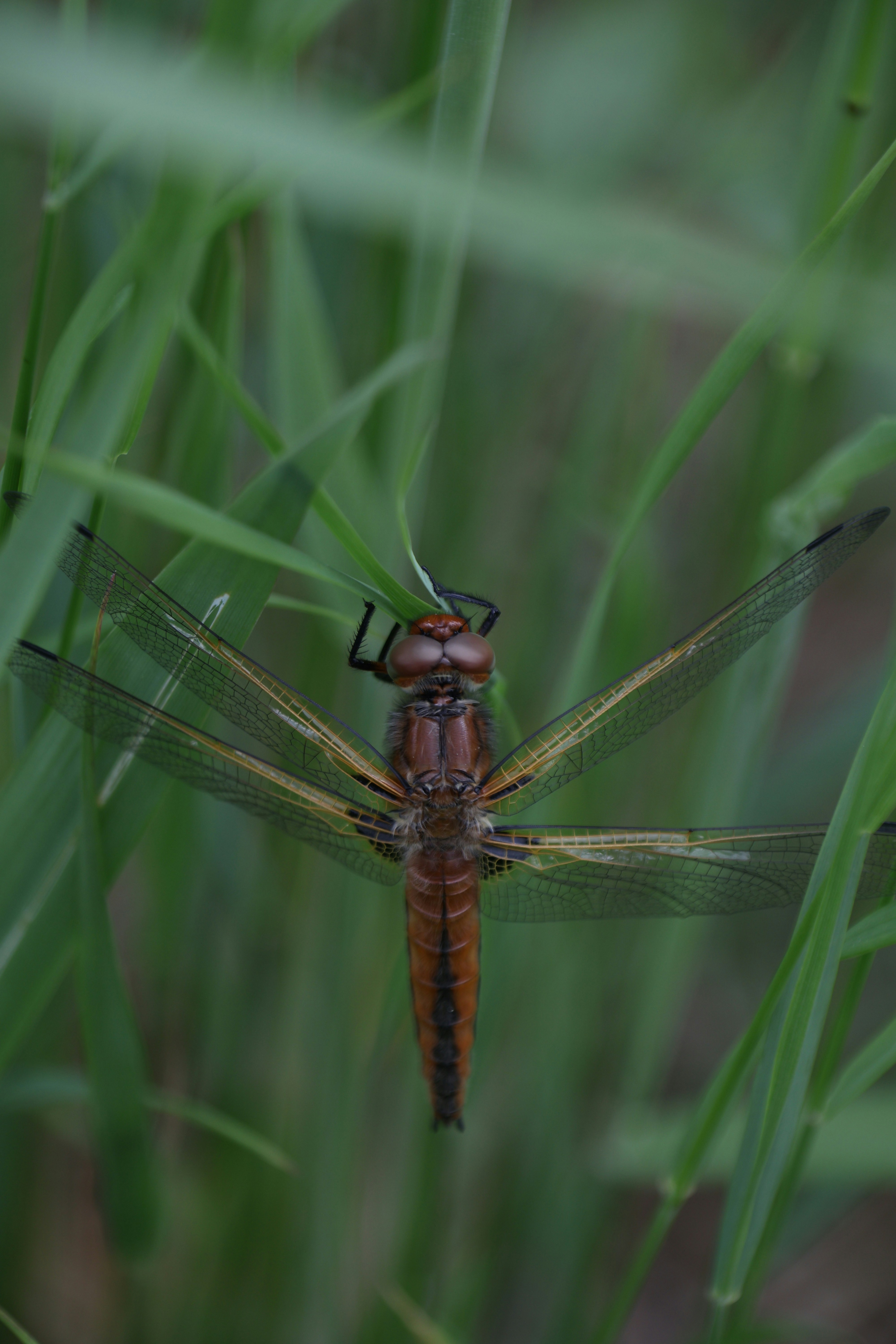 Dragonfly Aglow: Close-Up of a Brown-Orange Darter Among Grass
