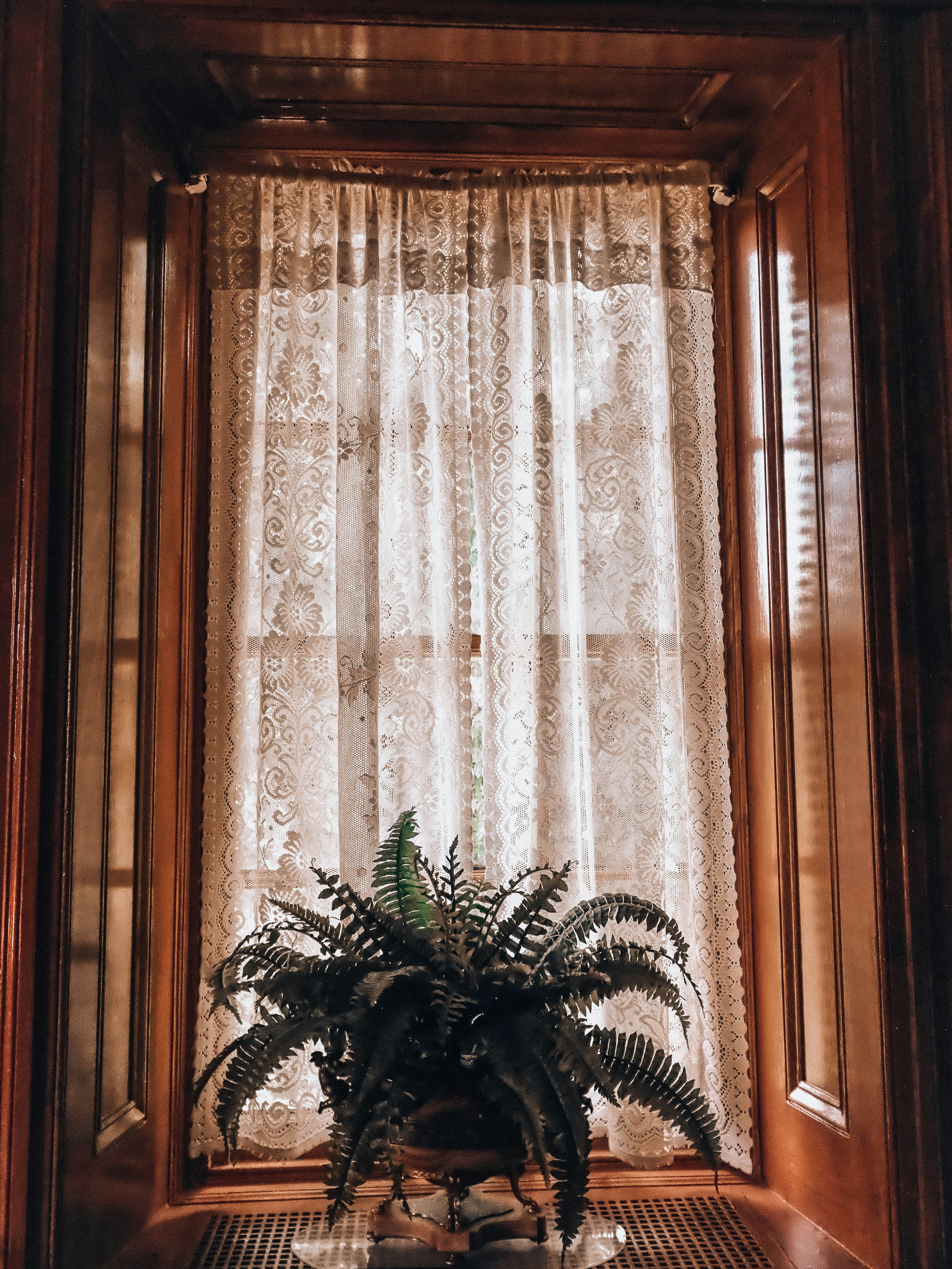 Tall Lace Window Framed by Wood: A Fern Canopy Finds Light