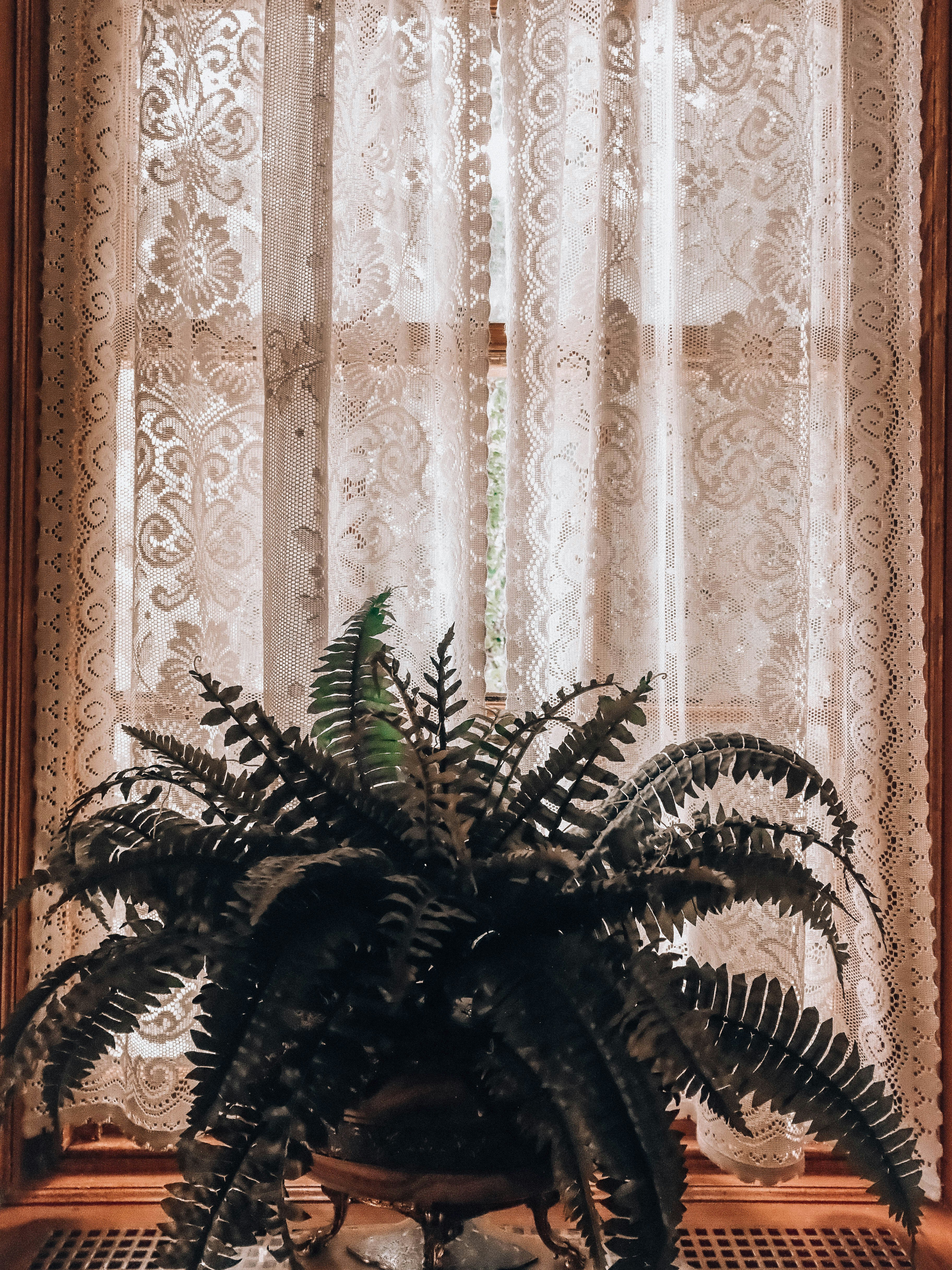 Fern Monolith on a Lace-stage