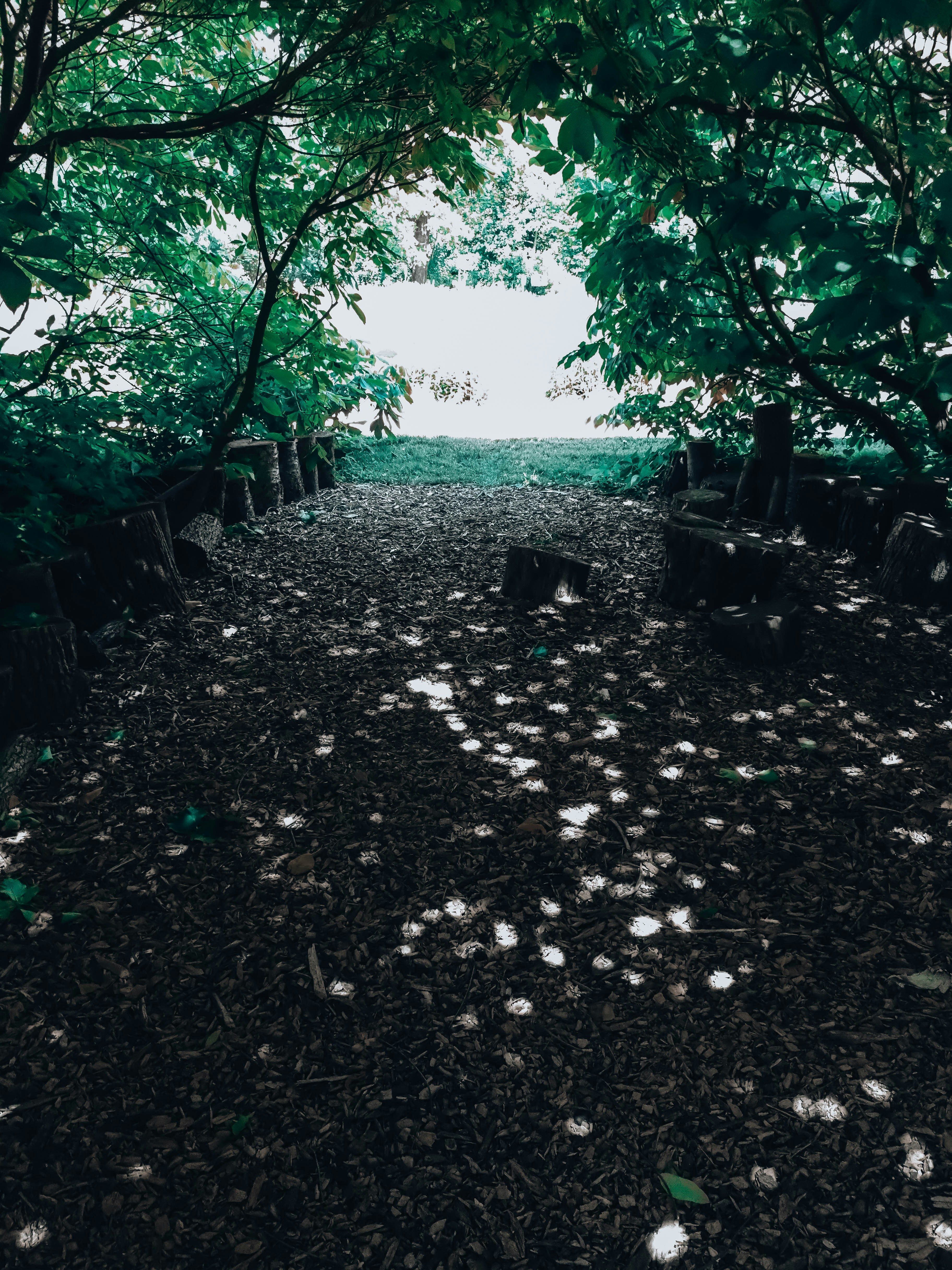 Path of Dappled Light: A Leaf-Lined Corridor to the Open Field