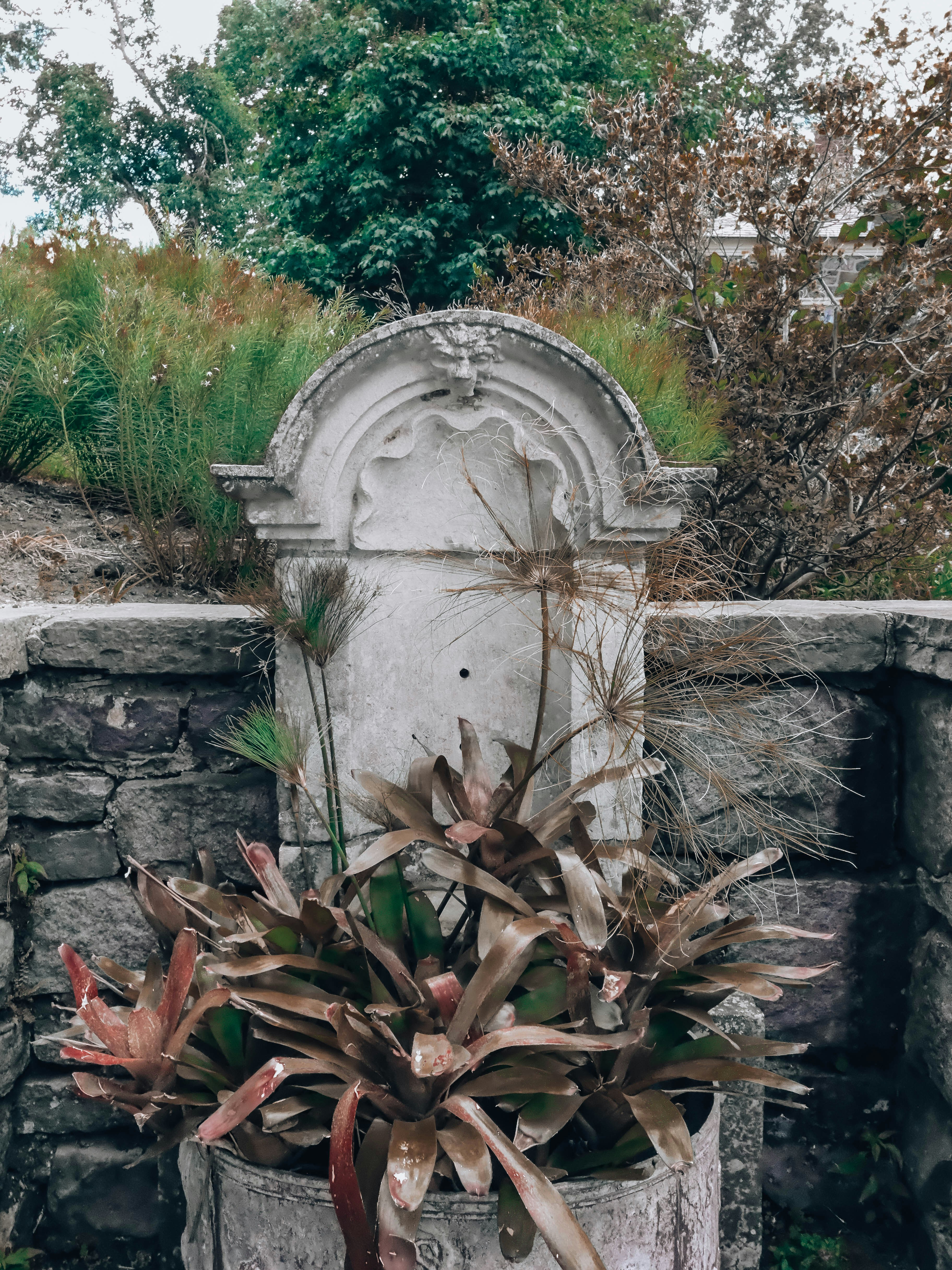 Weathered fountain garden with overgrown succulent planter