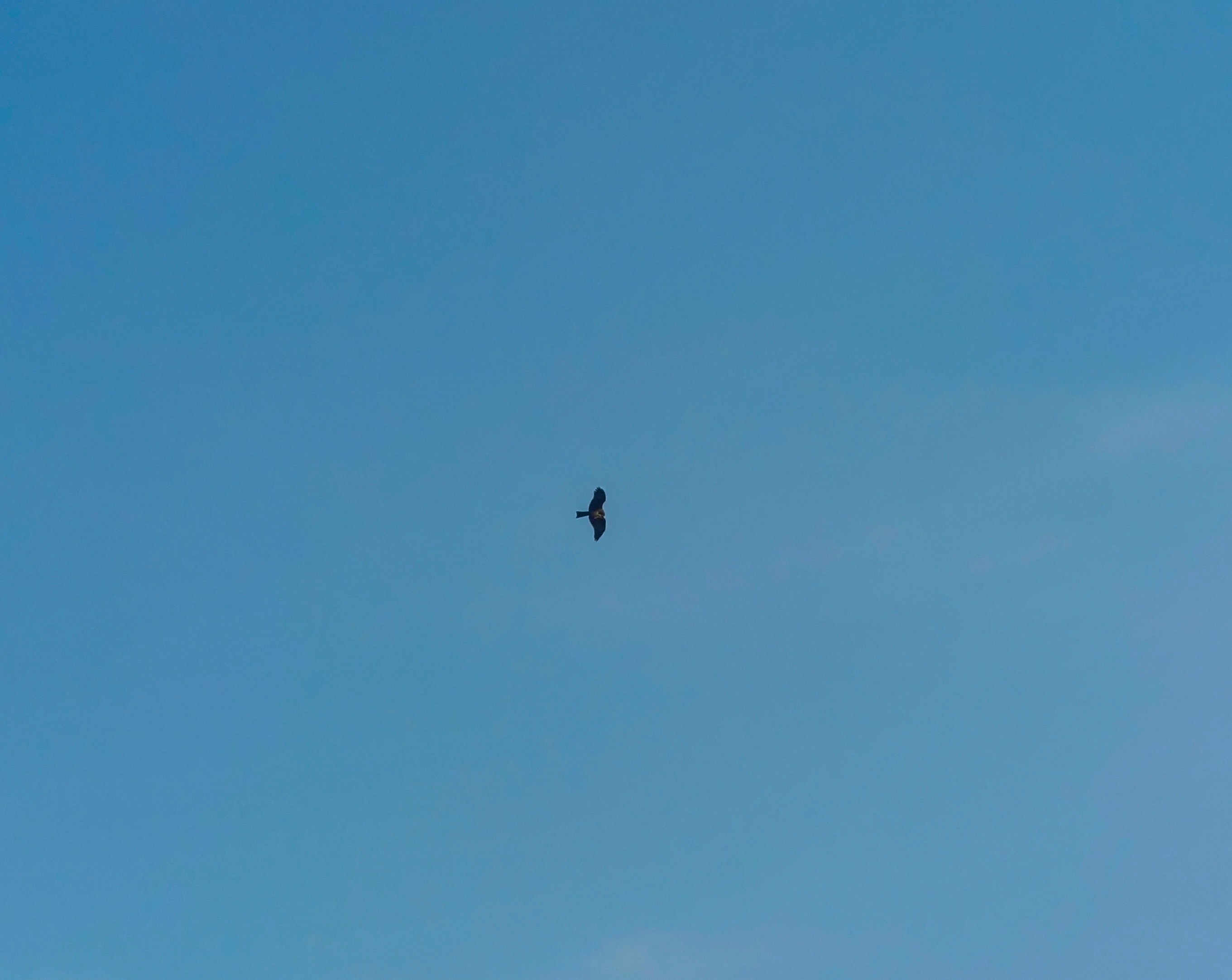 A lone bird carved by a quiet blue sky