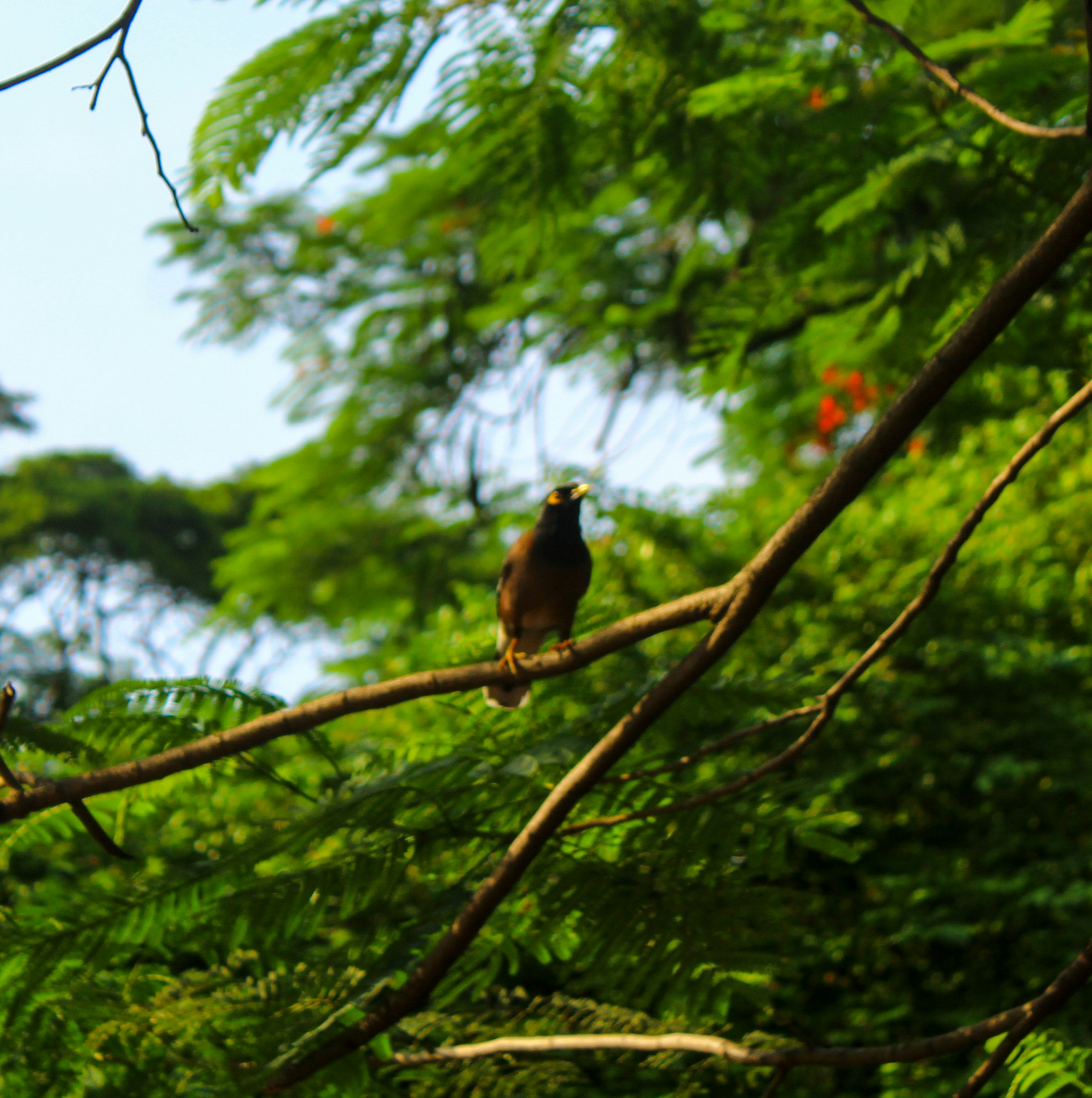 Bird on a Branch: A Quiet Glimpse Through Green Canopy