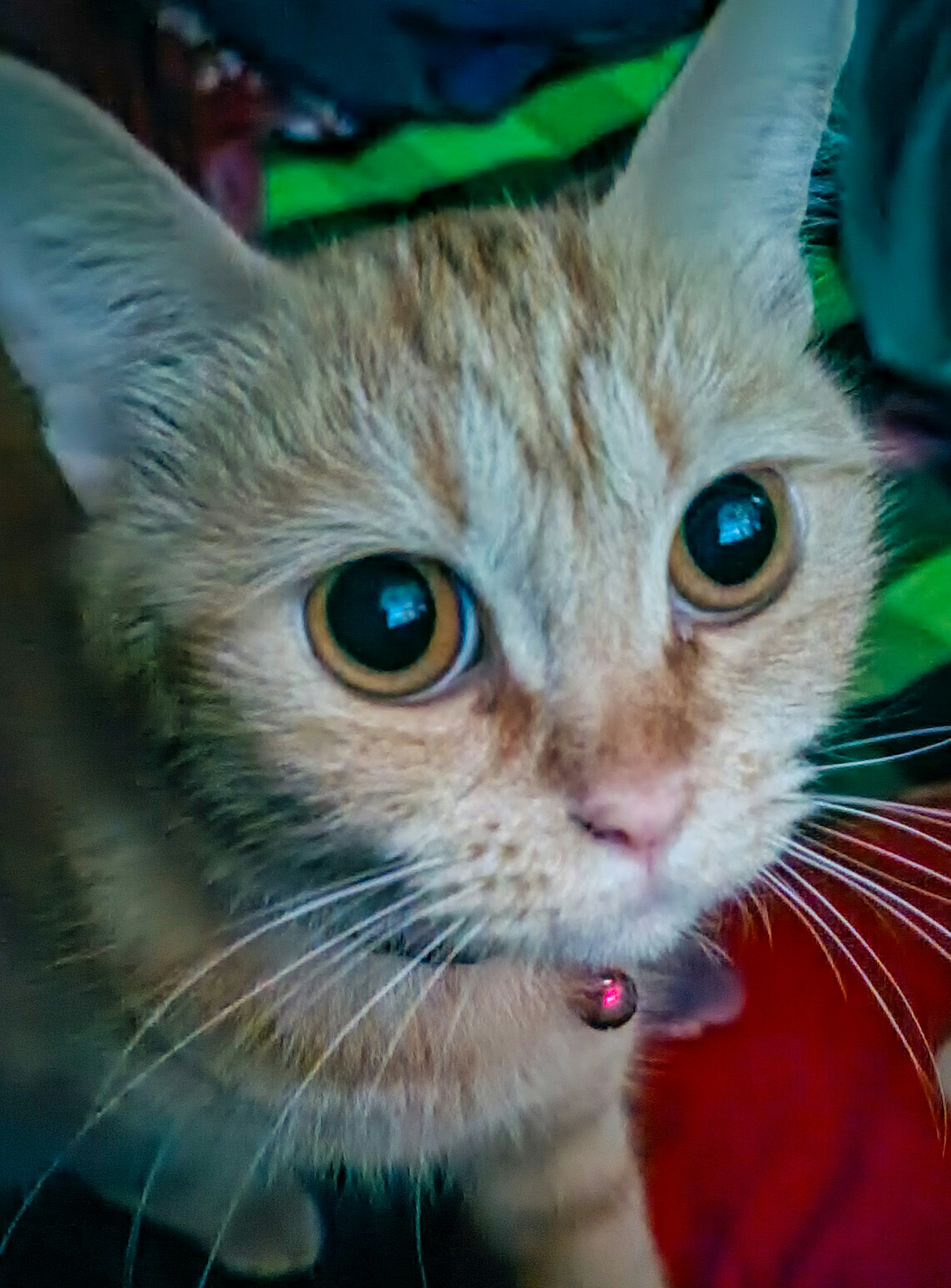 A Wide-Eyed Whiskered Moment