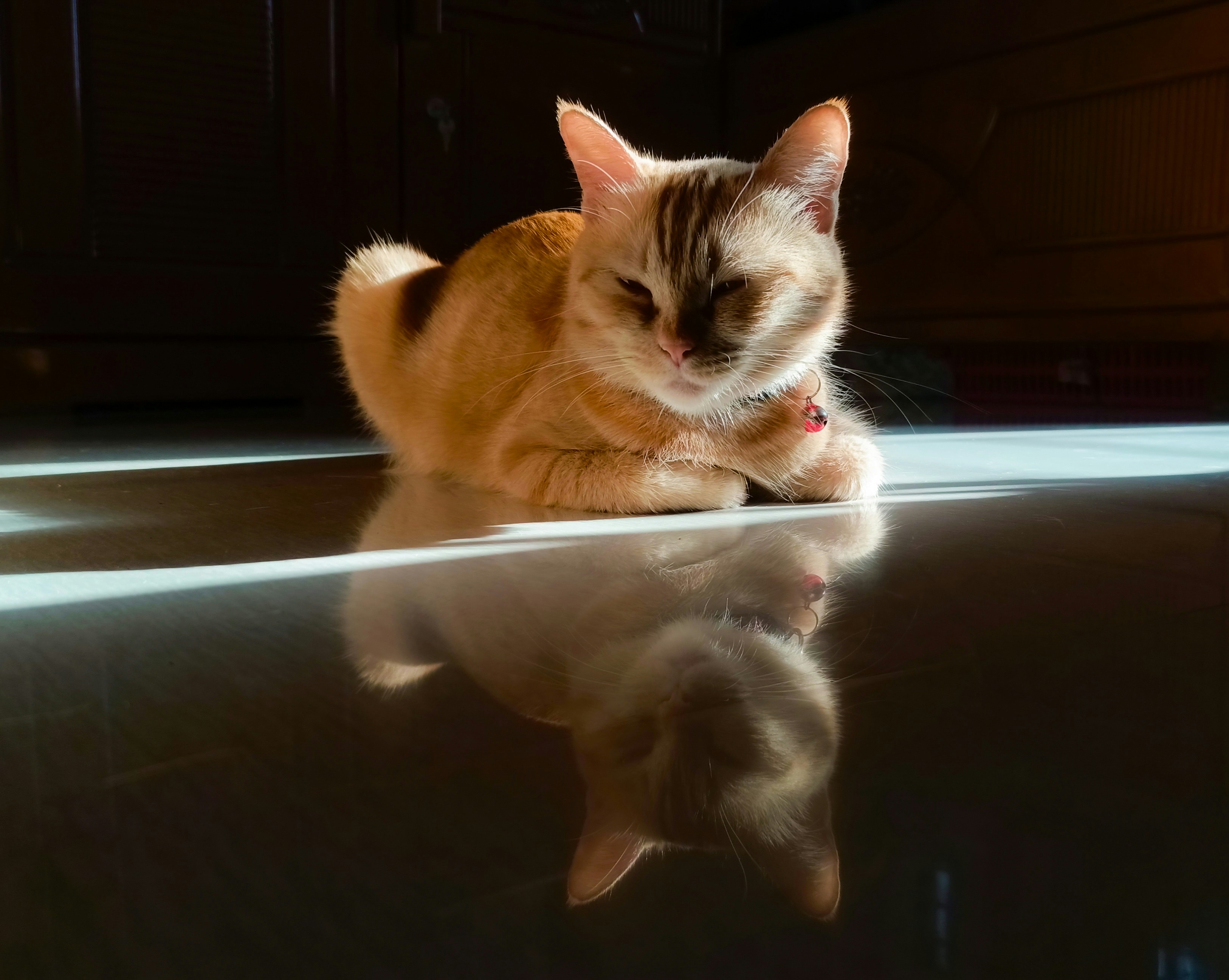 Sunlit Silhouette: a Purring Velvet on Glossy Floor